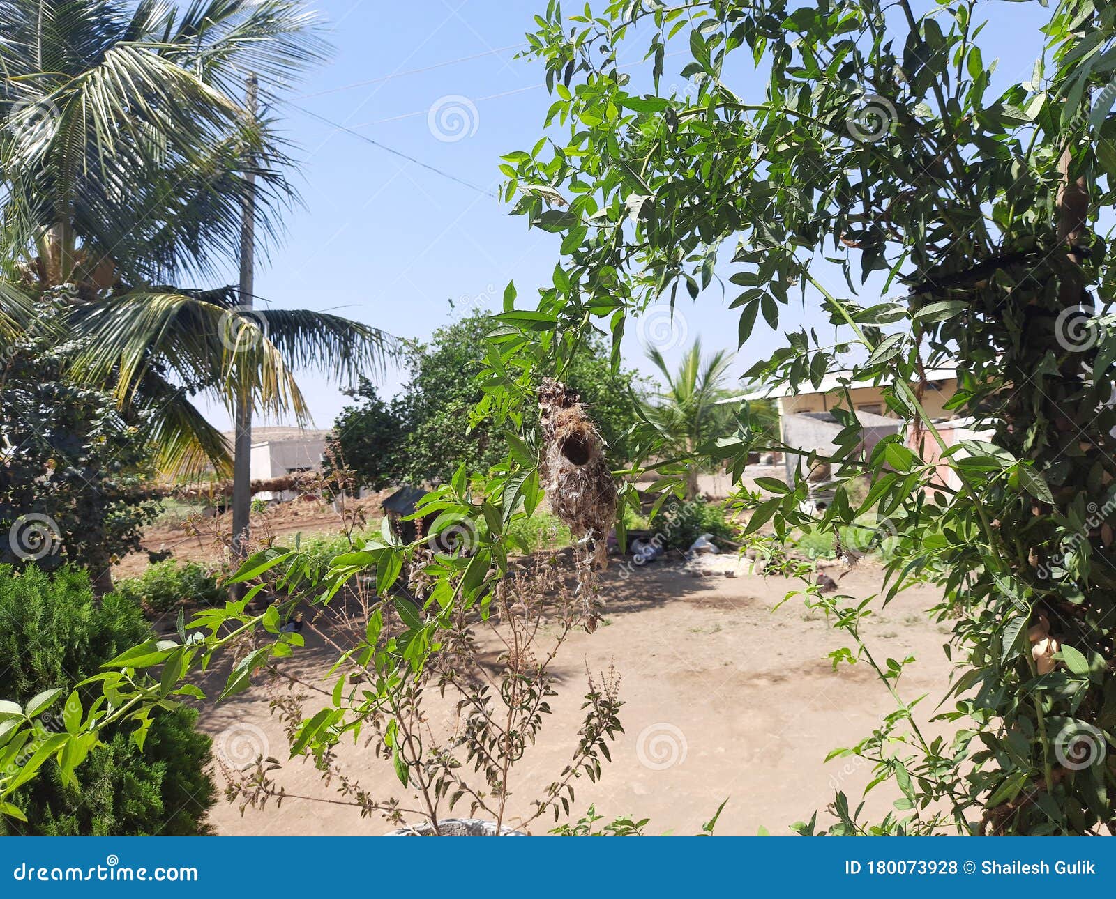 Birds homes stock photo. Image of home, chidiya, birds - 180073928
