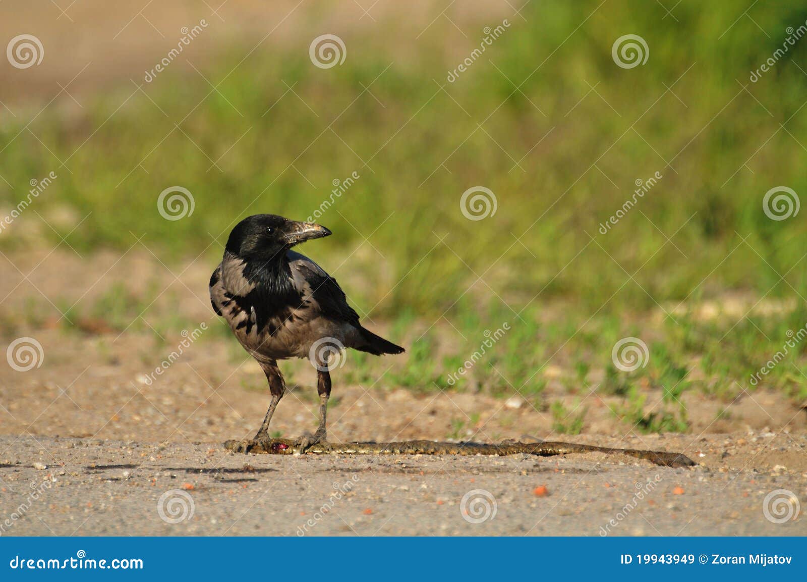 Birds hunting snake stock image. Image of grass, countryside - 19943949