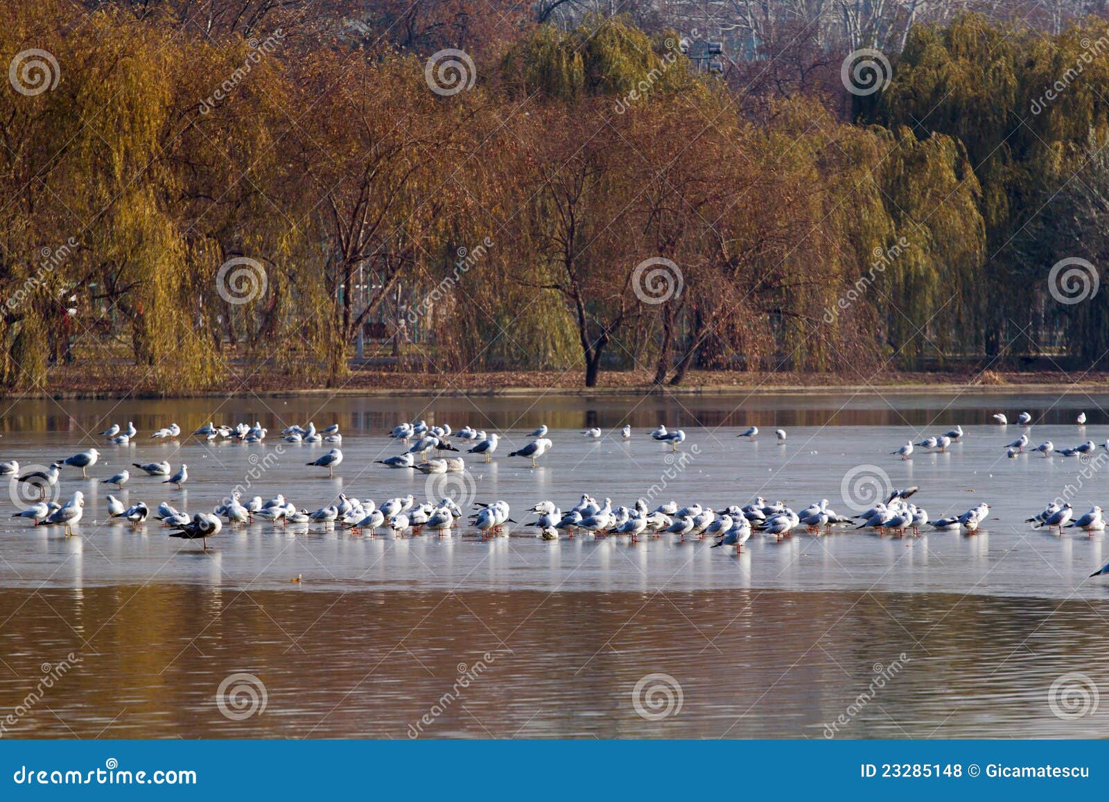 Birds on ice stock photo. Image of nature, lake, head - 23285148