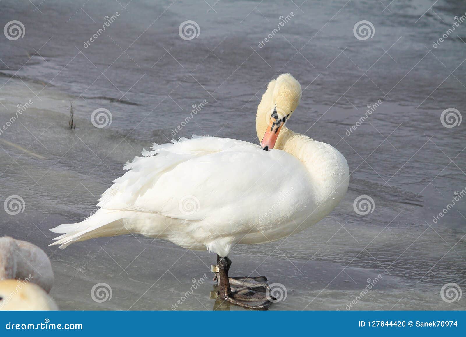Birds on ice stock photo. Image of drink, shore, nature - 127844420