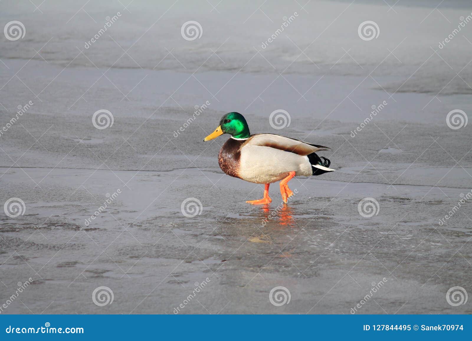 Birds on ice stock image. Image of head, membranes, animal - 127844495