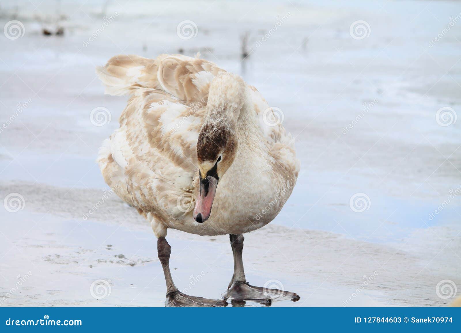 Birds on ice stock image. Image of cloud, goose, feathers - 127844603