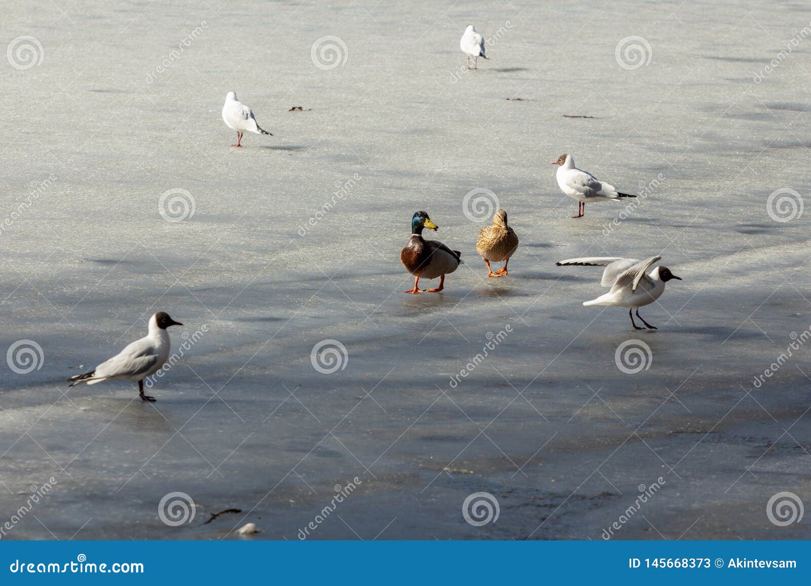 Birds on ice stock image. Image of weather, glide, wildlife - 145668373