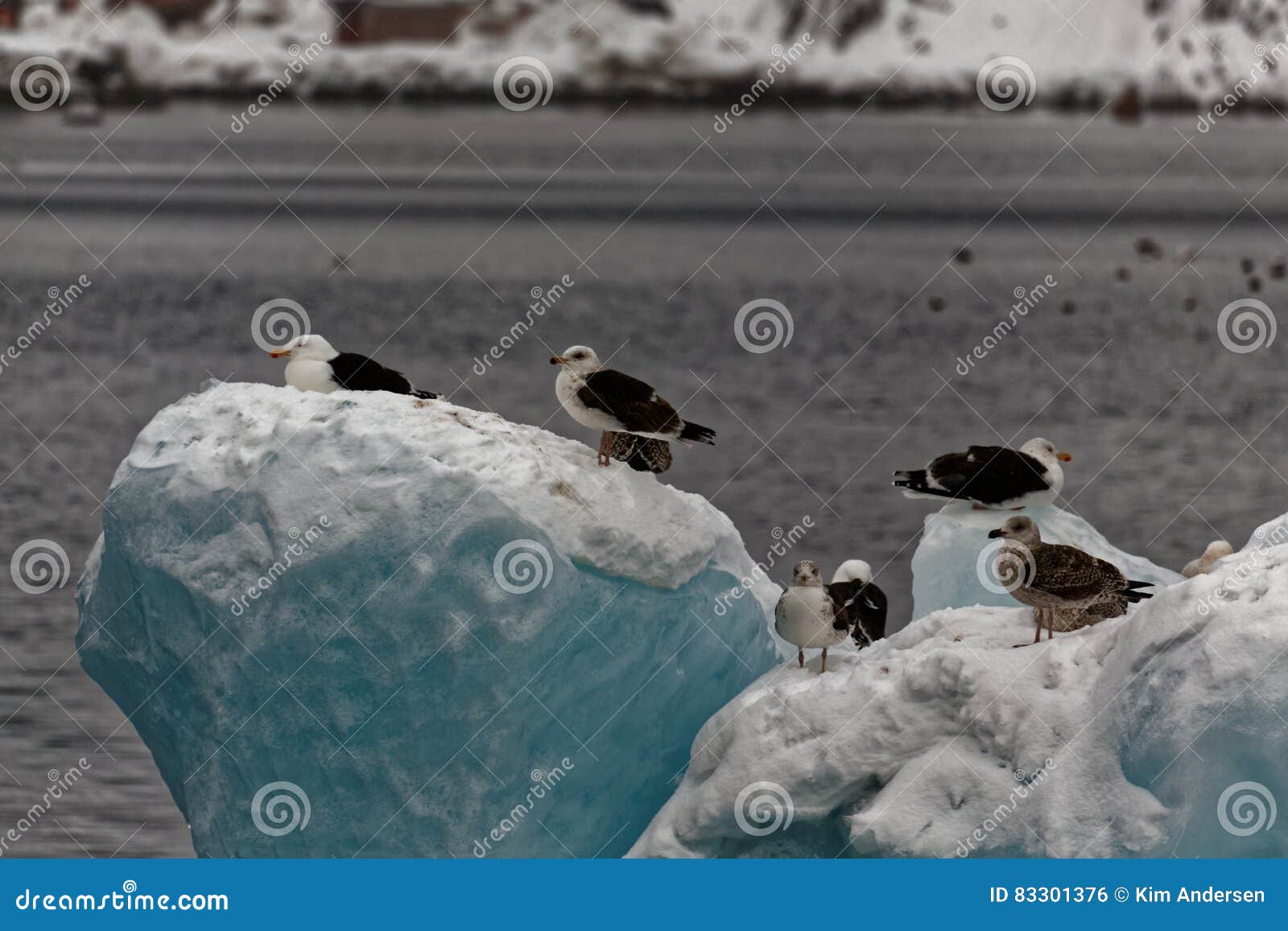 Birds on ice. stock photo. Image of vand, myggedalen - 83301376