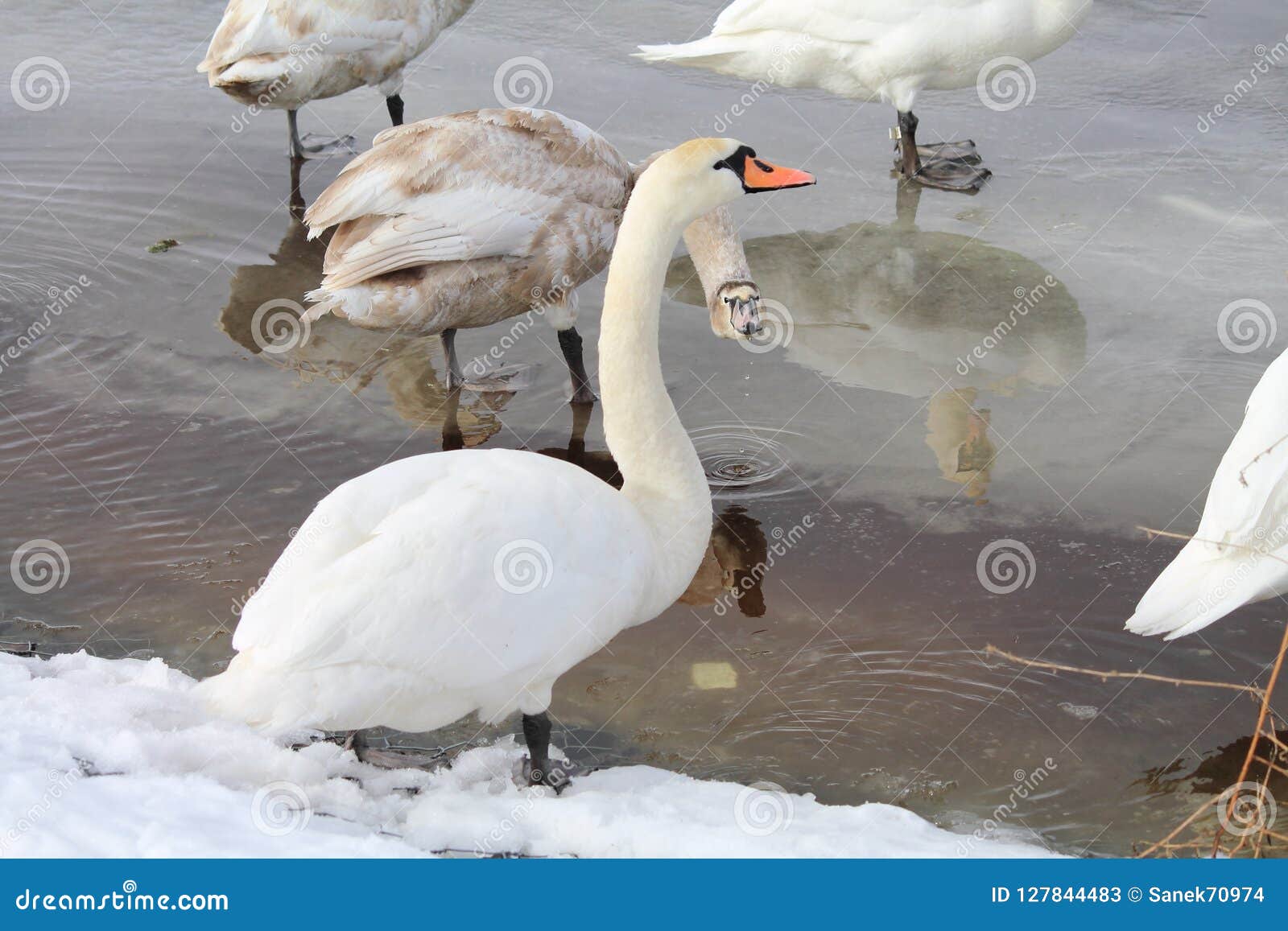 Birds on ice stock image. Image of lake, gull, feathers - 127844483