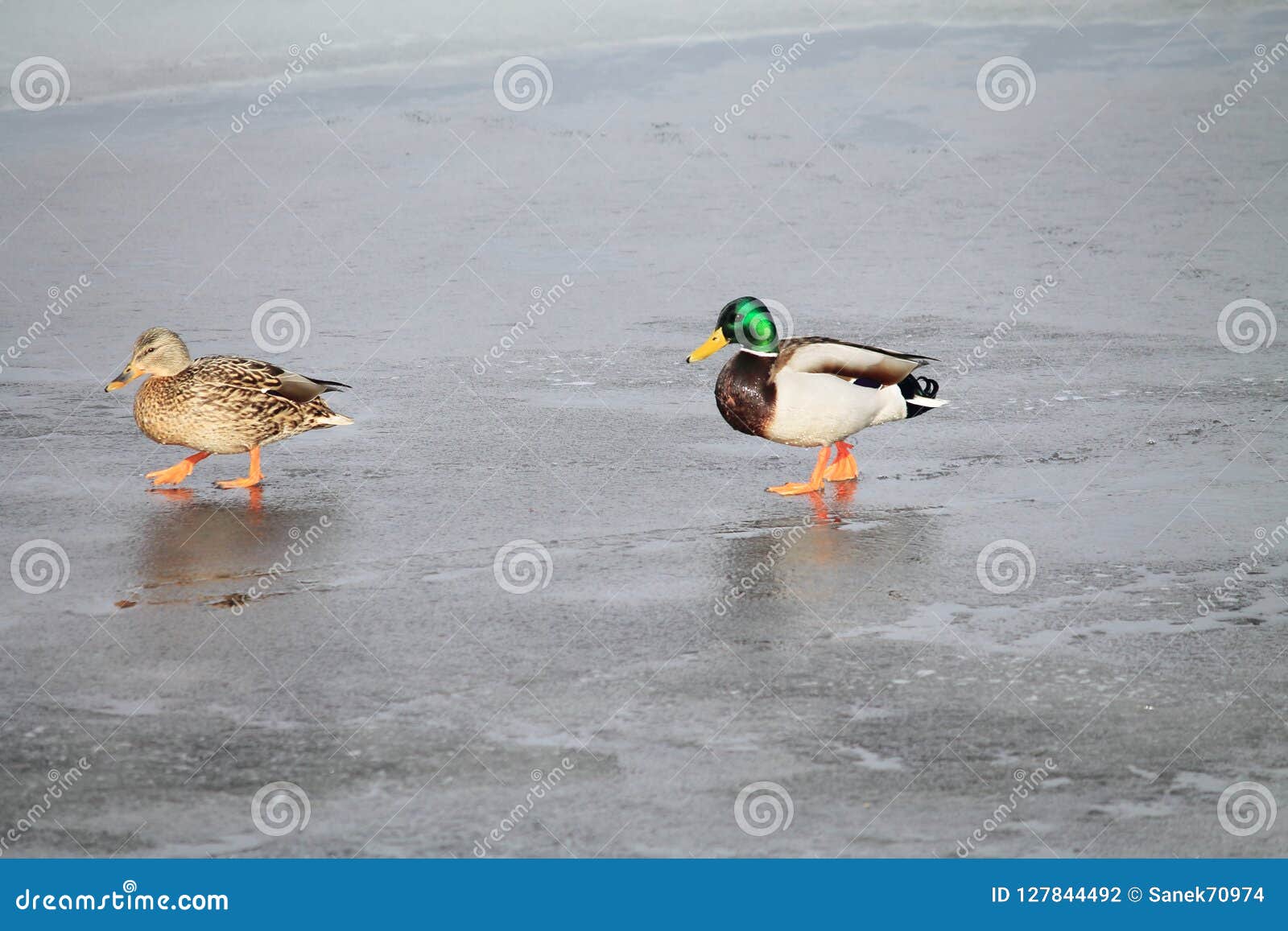 Birds on ice stock photo. Image of river, hunting, multi - 127844492