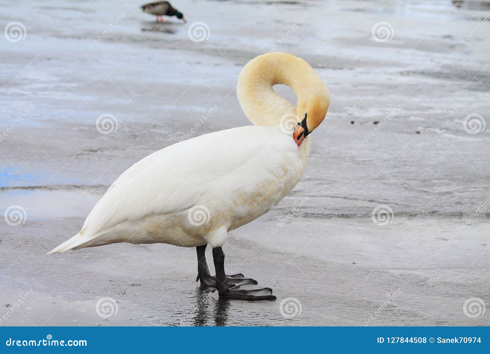 Birds on ice stock photo. Image of colored, autumn, gull - 127844508
