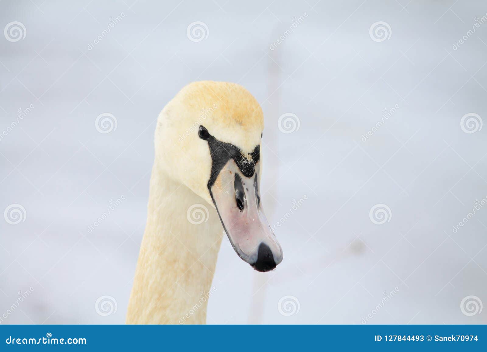 Birds on ice stock image. Image of bird, drink, goose - 127844493
