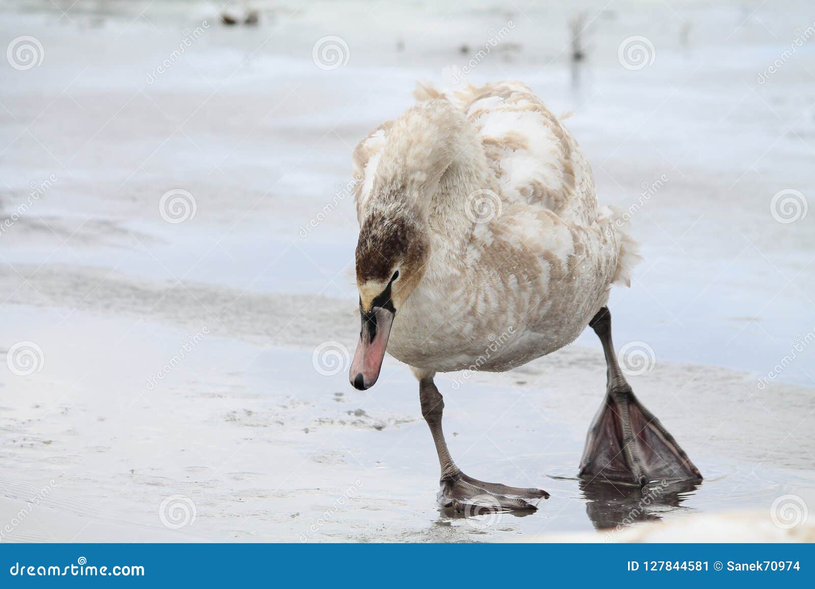 Birds on ice stock image. Image of colored, shore, flippers - 127844581