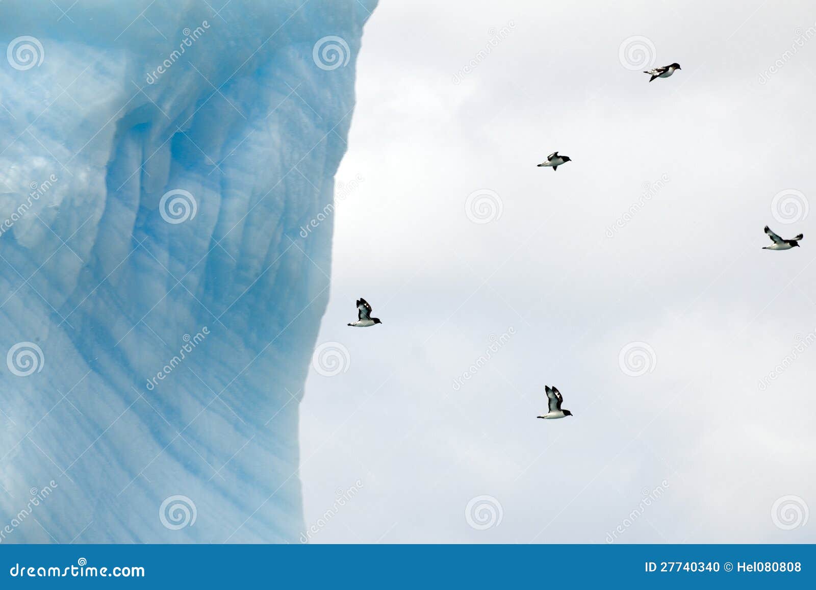 Birds Flying Behind a Turquoise Iceberg Antarctica. Antarctic Petrels ...