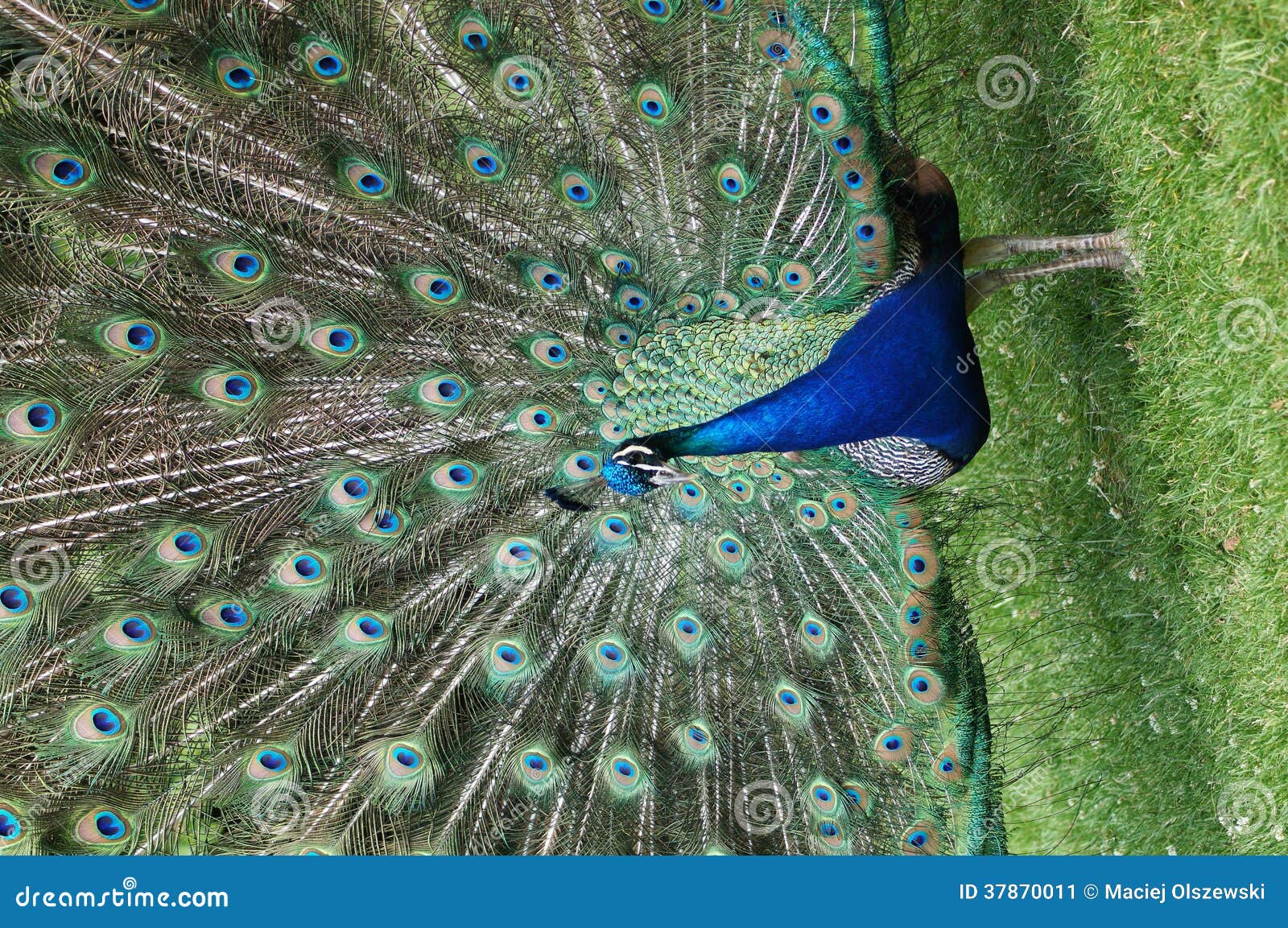 BIRDS - Indian Peafowl / Paw Indyjski Stock Image - Image of indian ...