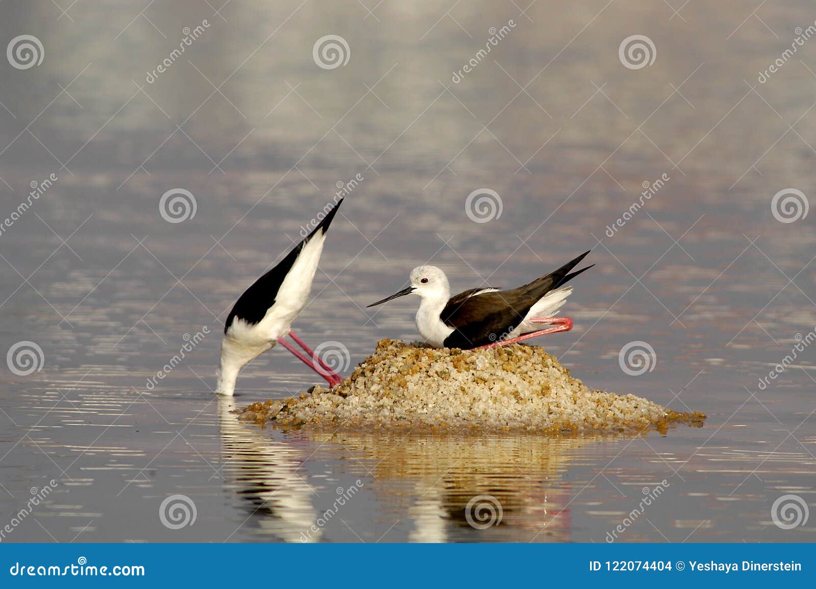 Birds of Israel, Birds of the Holy Land Stock Photo - Image of flight ...