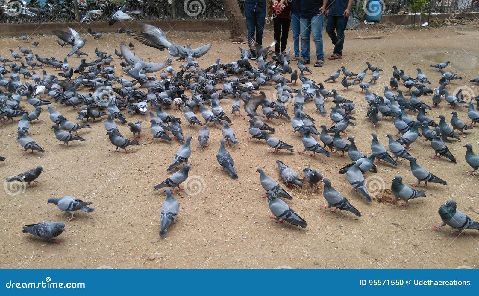 Kabuthar Birds Stock Photos - Free & Royalty-Free Stock Photos from ...