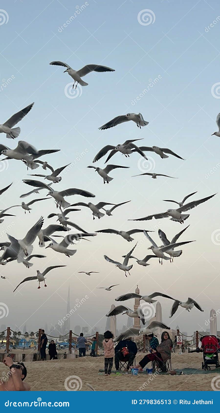 Birds at Kite Beach at Jumeirah in Dubai, UAE Editorial Stock Photo ...