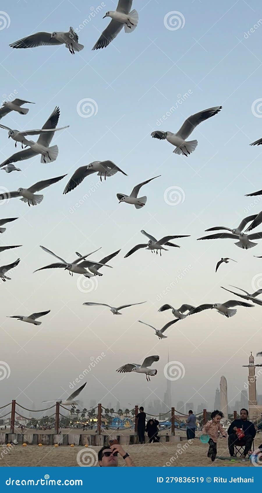 Birds at Kite Beach at Jumeirah in Dubai, UAE Editorial Stock Image ...