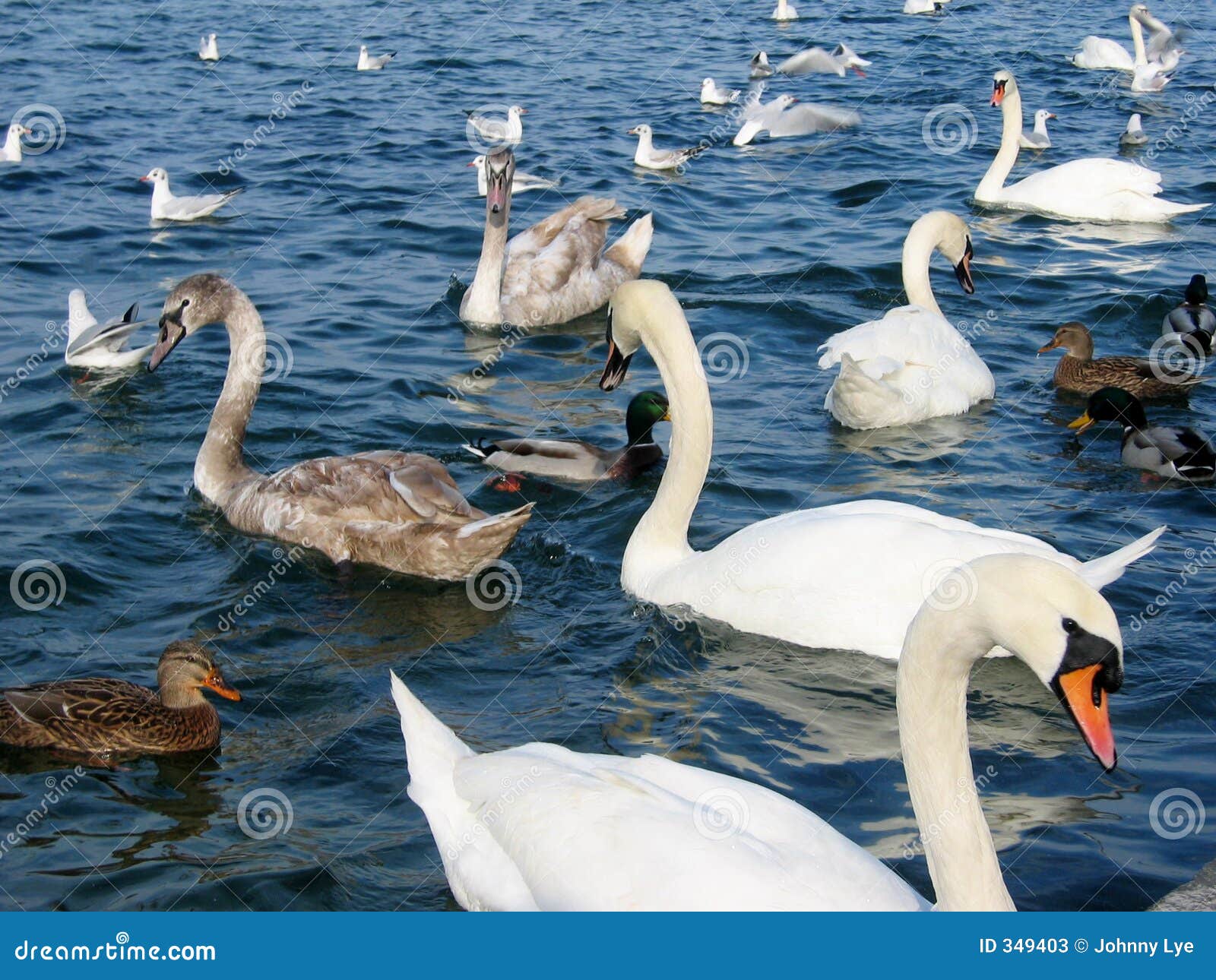 Birds at Lake stock image. Image of goose, birds, living - 349403