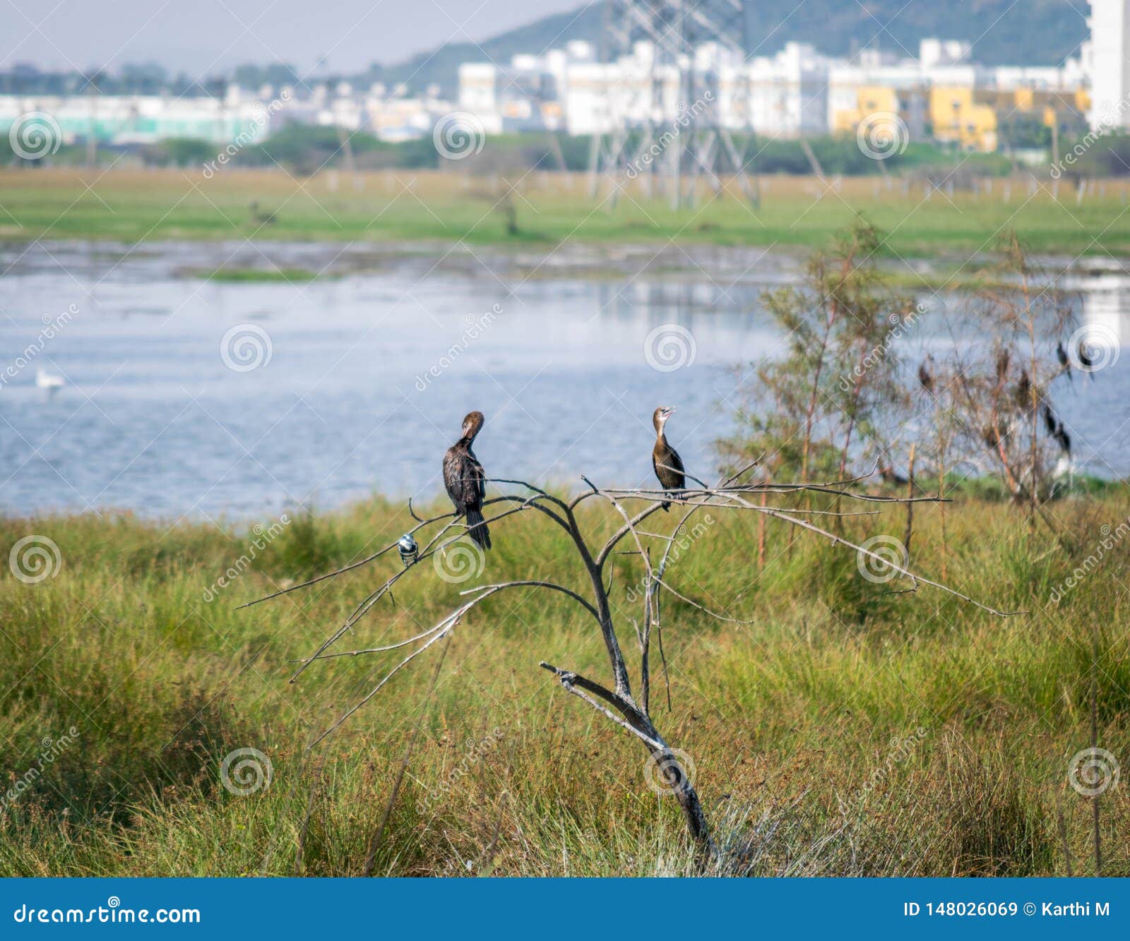 Birds in Lake stock image. Image of lake, branch, birds - 148026069