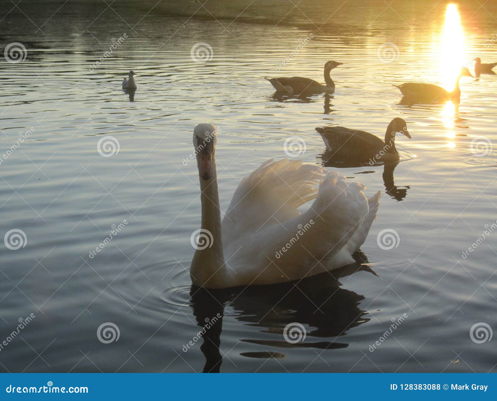 Swan at Sunset stock photo. Image of sunset, birds, water - 128383088