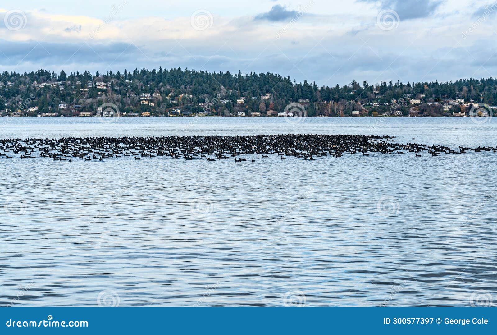 Birds on Lake Washington 3 stock image. Image of animals - 300577397