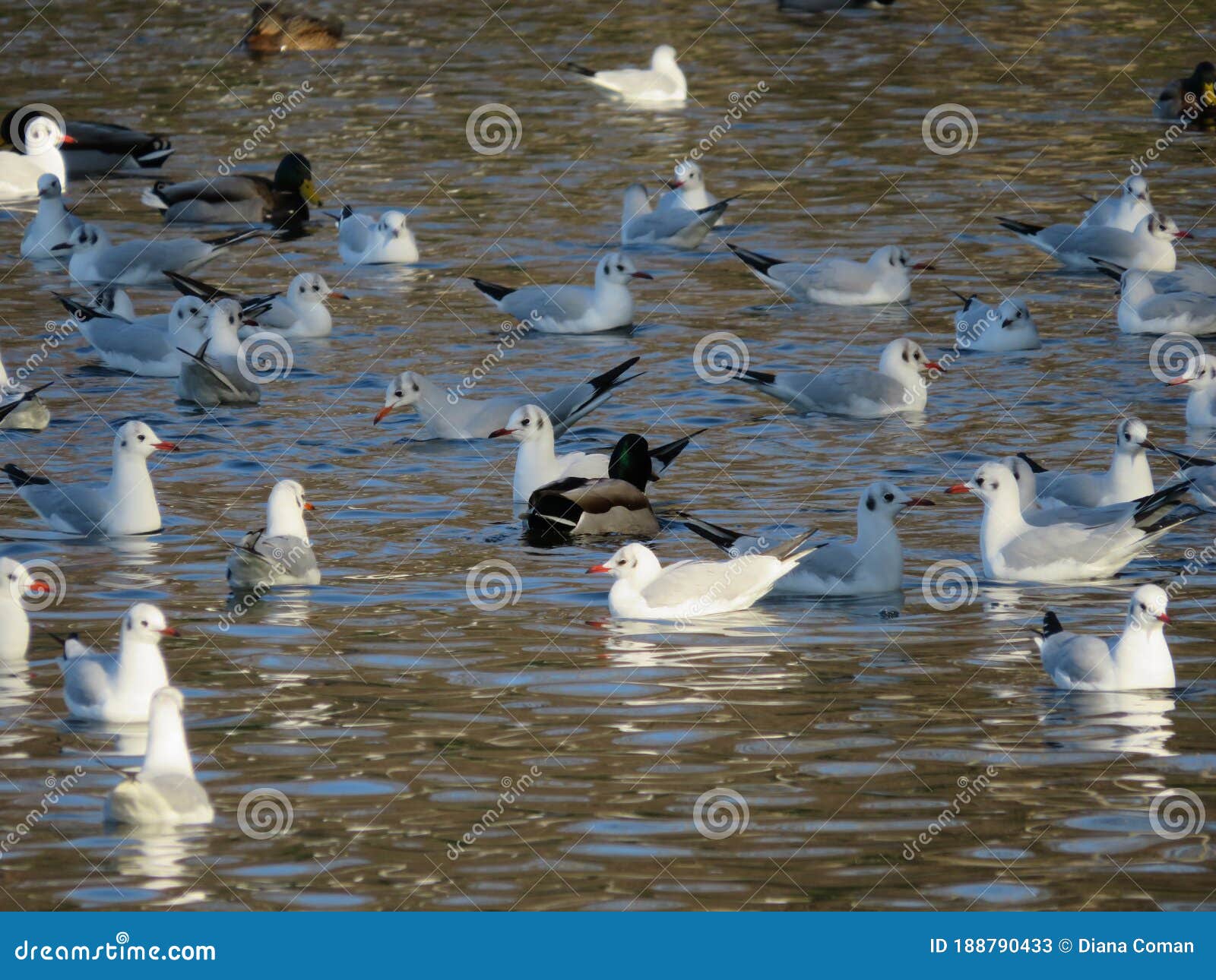 Birds on the lake stock image. Image of landscape, common - 188790433