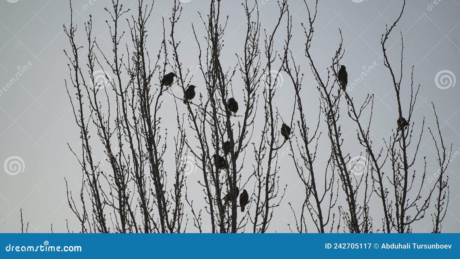 The Birds Landed on a Tree Branch Stock Image - Image of environment ...