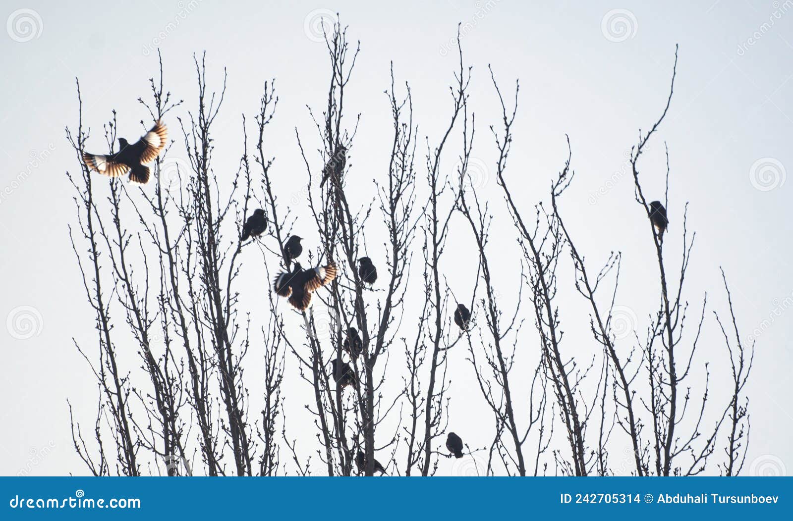 The Birds Landed on a Tree Branch Stock Photo - Image of flying ...