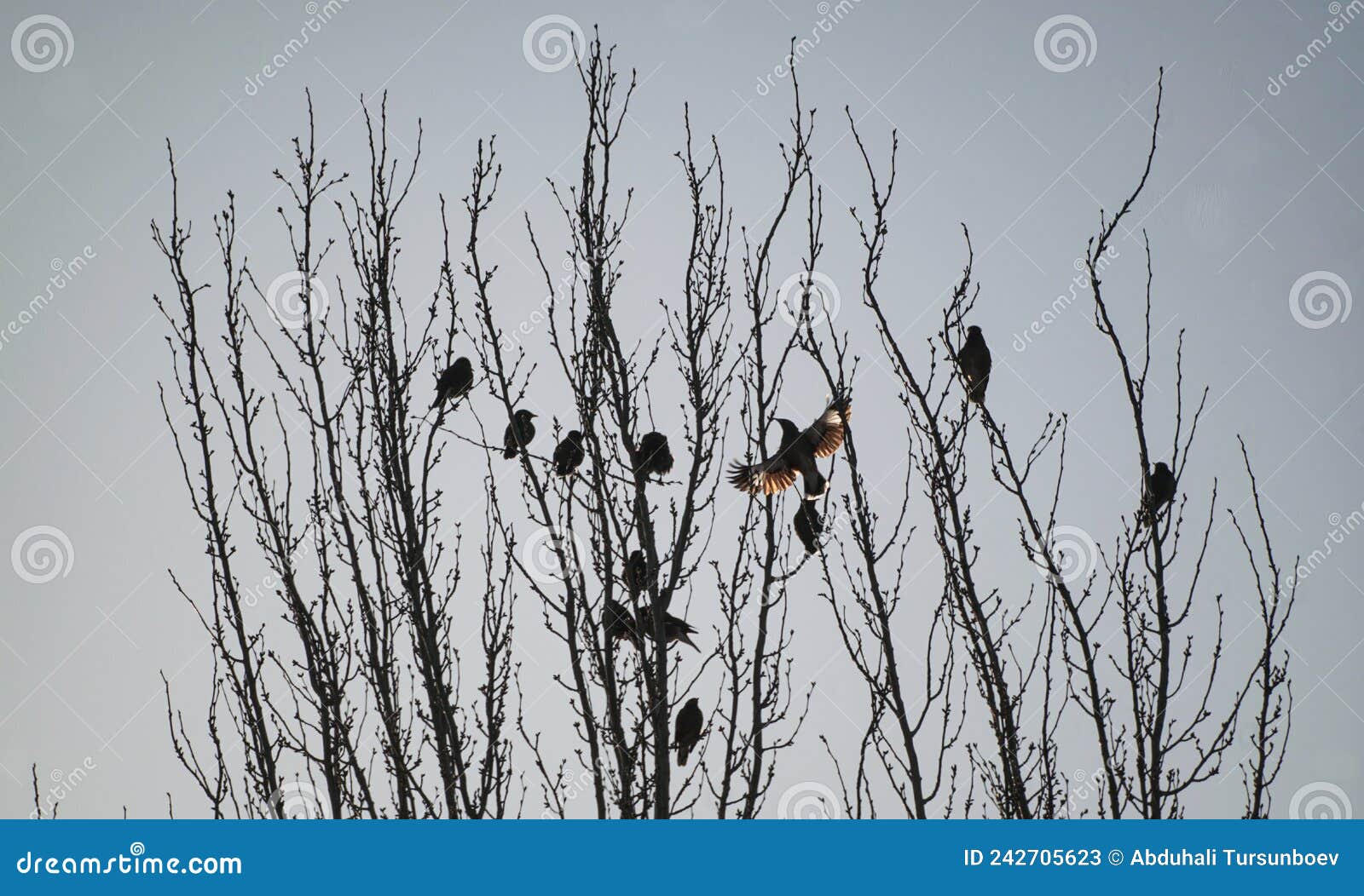 The Birds Landed on a Tree Branch Stock Image - Image of beauty ...