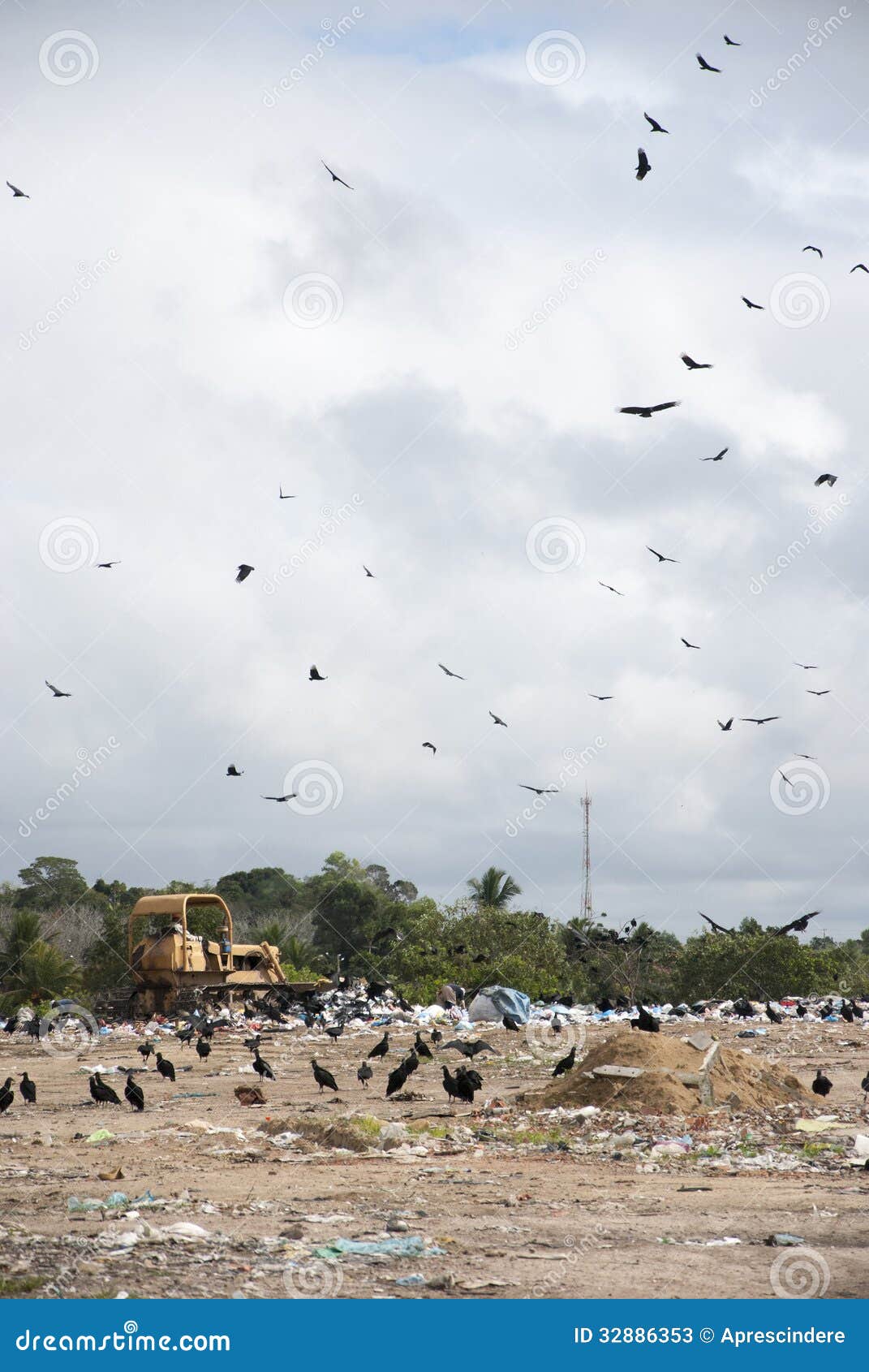 Birds at landfill stock image. Image of collecting, junk - 32886353