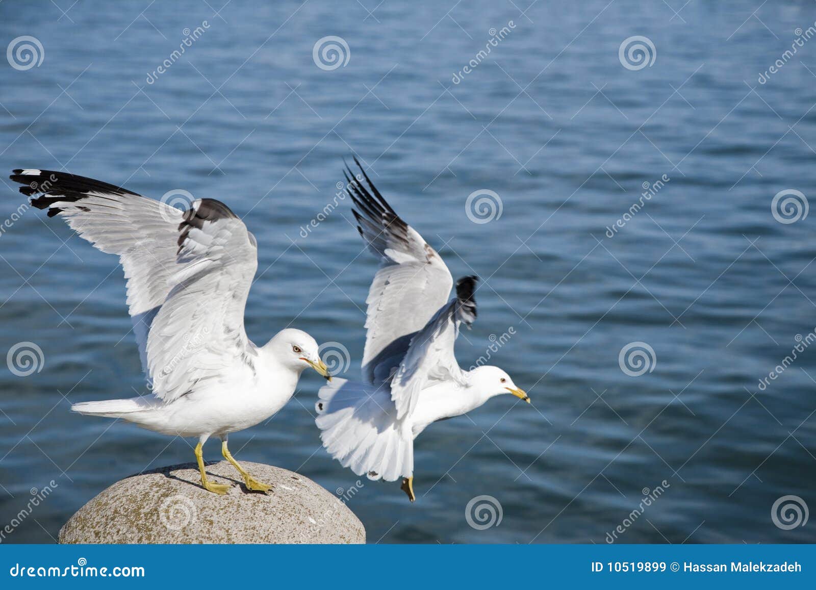 Birds Landing stock image. Image of black, water, wings - 10519899