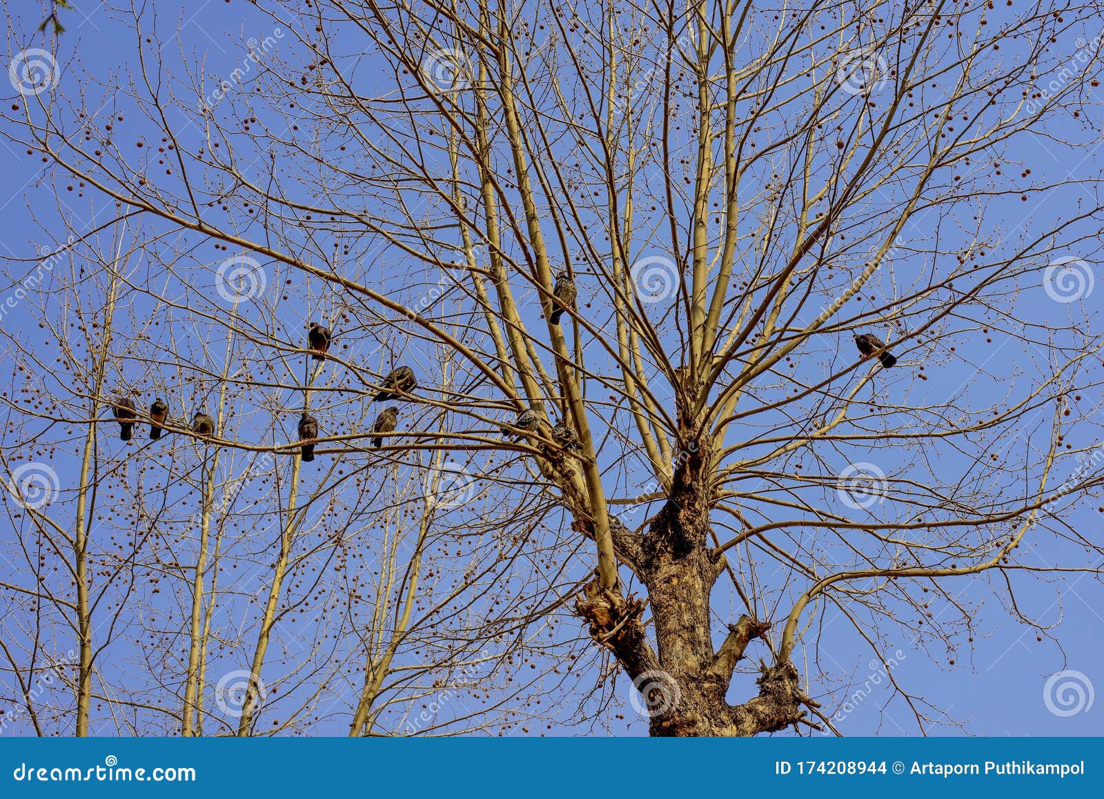 Birds on the Leafless Ginkgo Tree Stock Photo - Image of leaves, blue ...