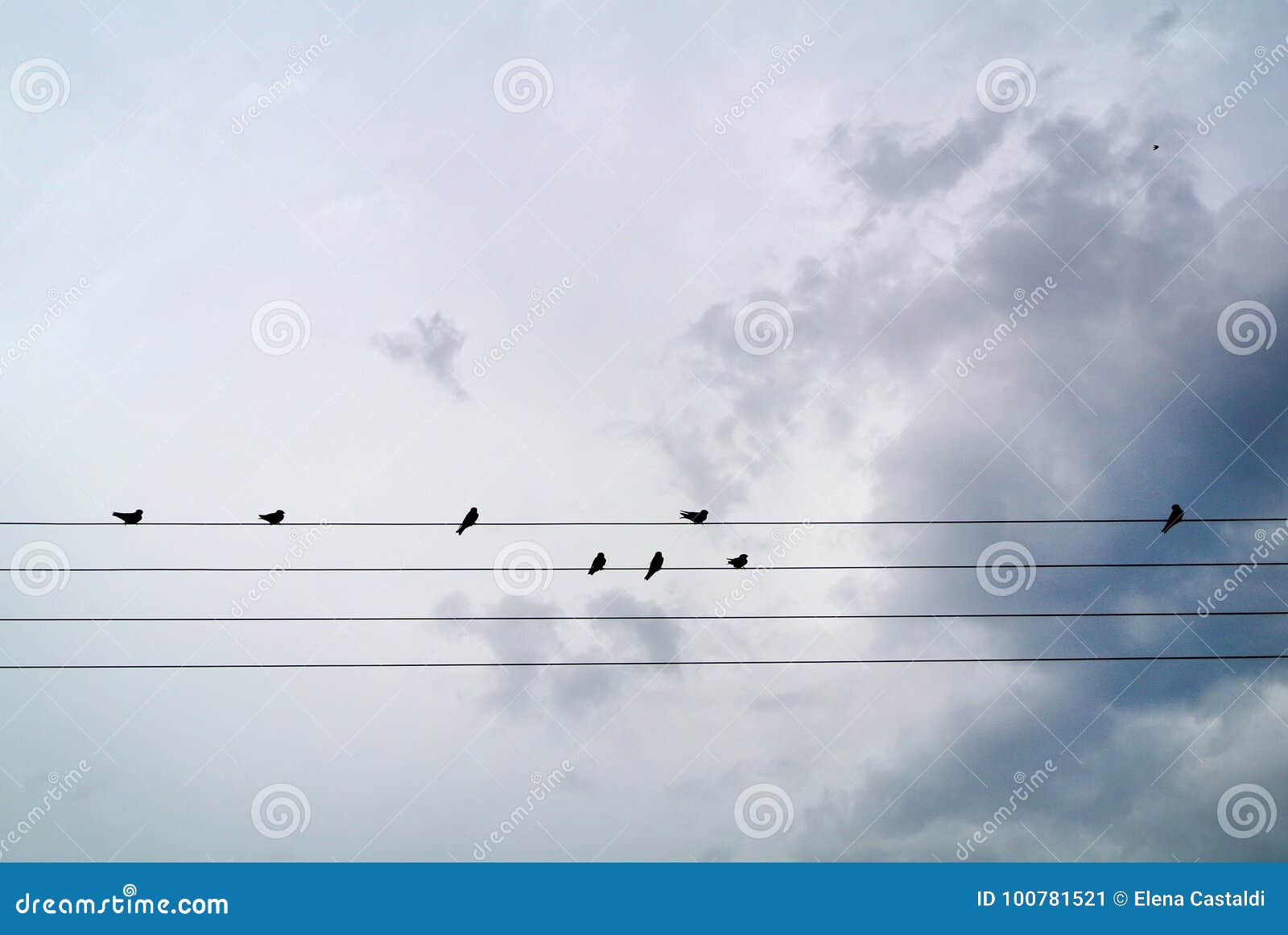 Birds on light wires stock image. Image of rest, line - 100781521