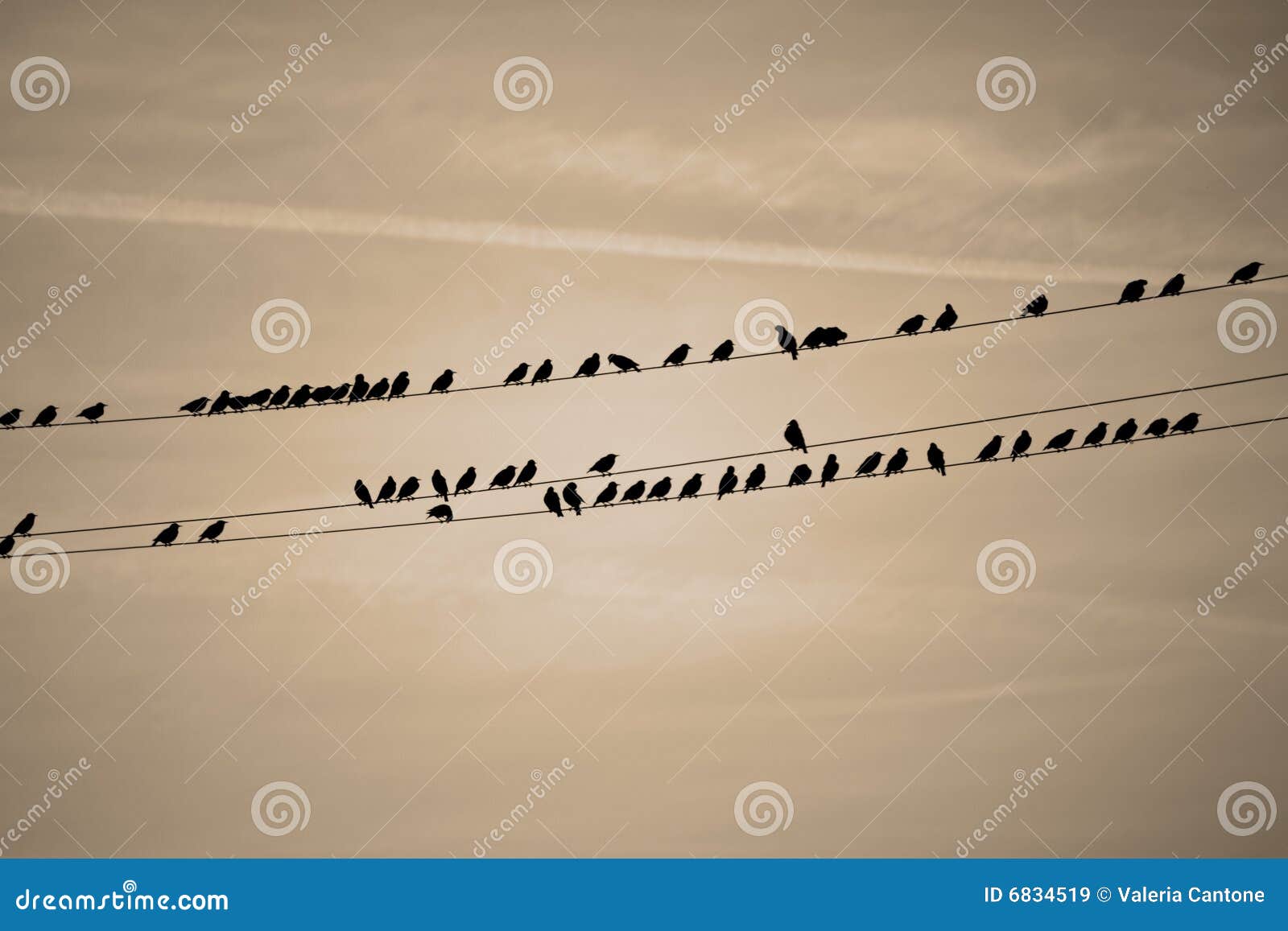 Birds in a line stock image. Image of sunset, species - 6834519