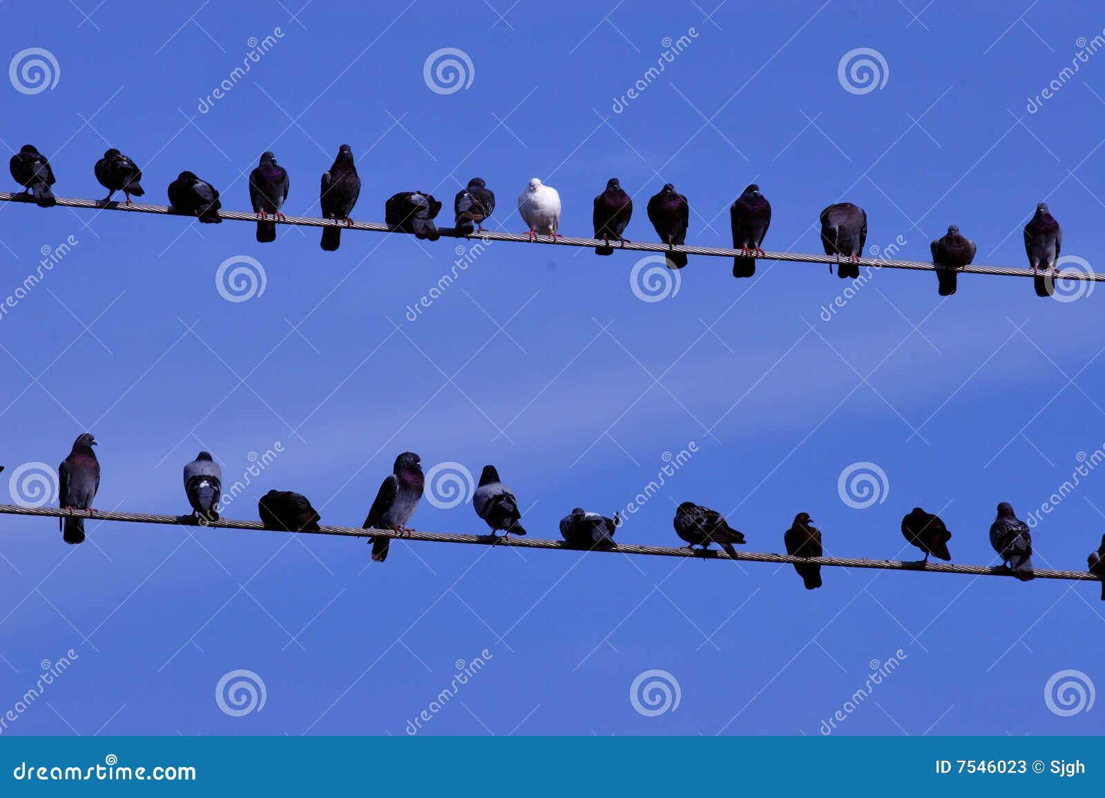 Birds on a line stock image. Image of flying, line, birds - 7546023