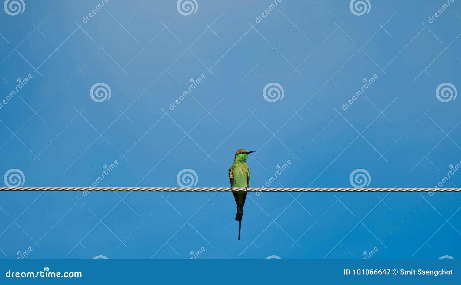 Bird on cable stock image. Image of rainbow, australian - 101066647