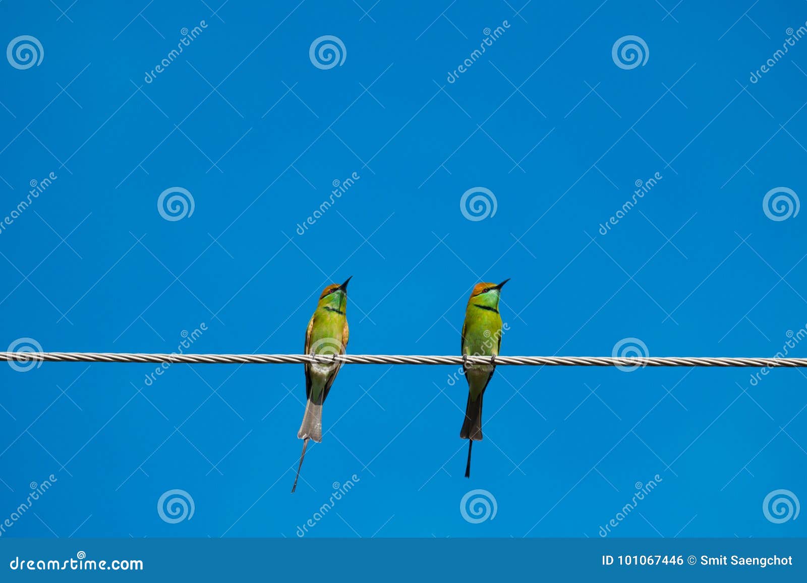 Bird on cable stock photo. Image of rainbow, white, line - 101067446