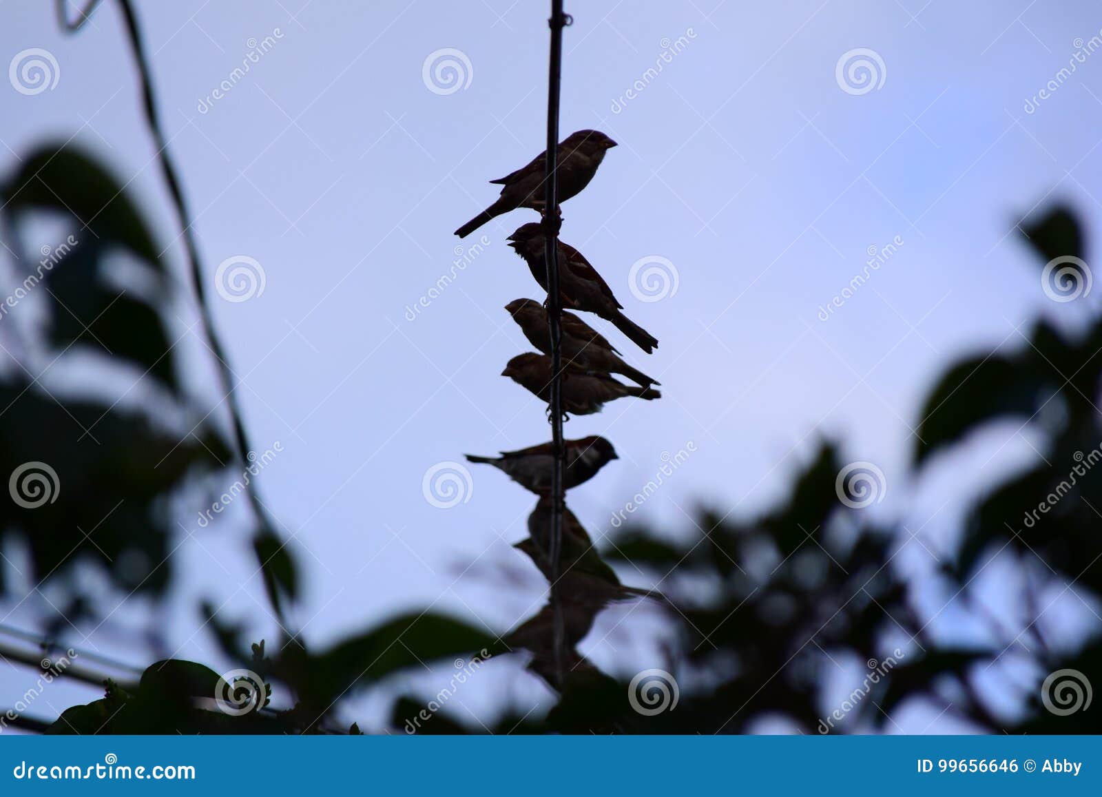 Birds On A Line At Skadarsko Jezero Swamp Stock Photo | CartoonDealer ...