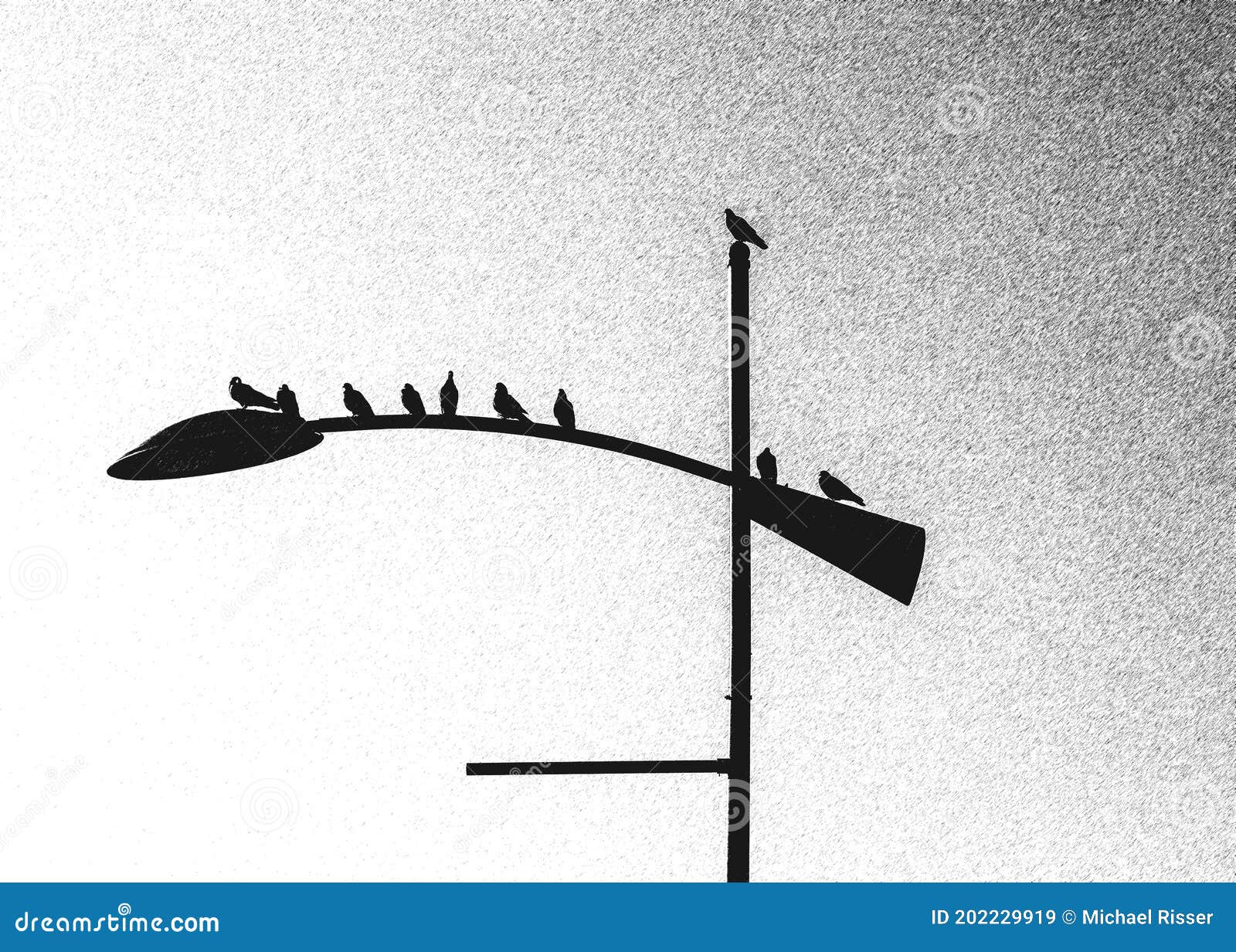Birds on a Light Pole in High Contrast Black and White Image Stock ...