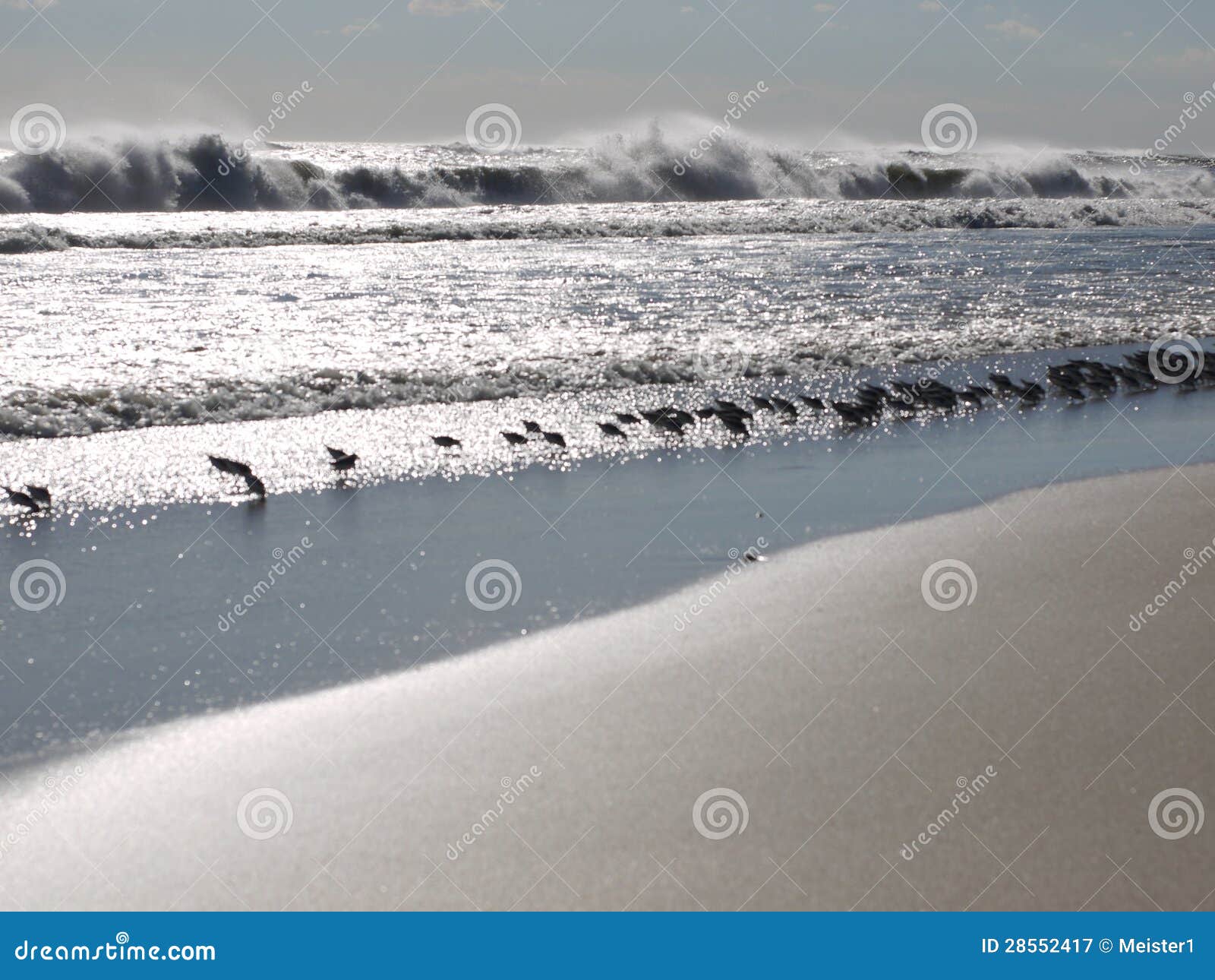 Birds Line the Shore at the Edge of the Waves Stock Image - Image of ...