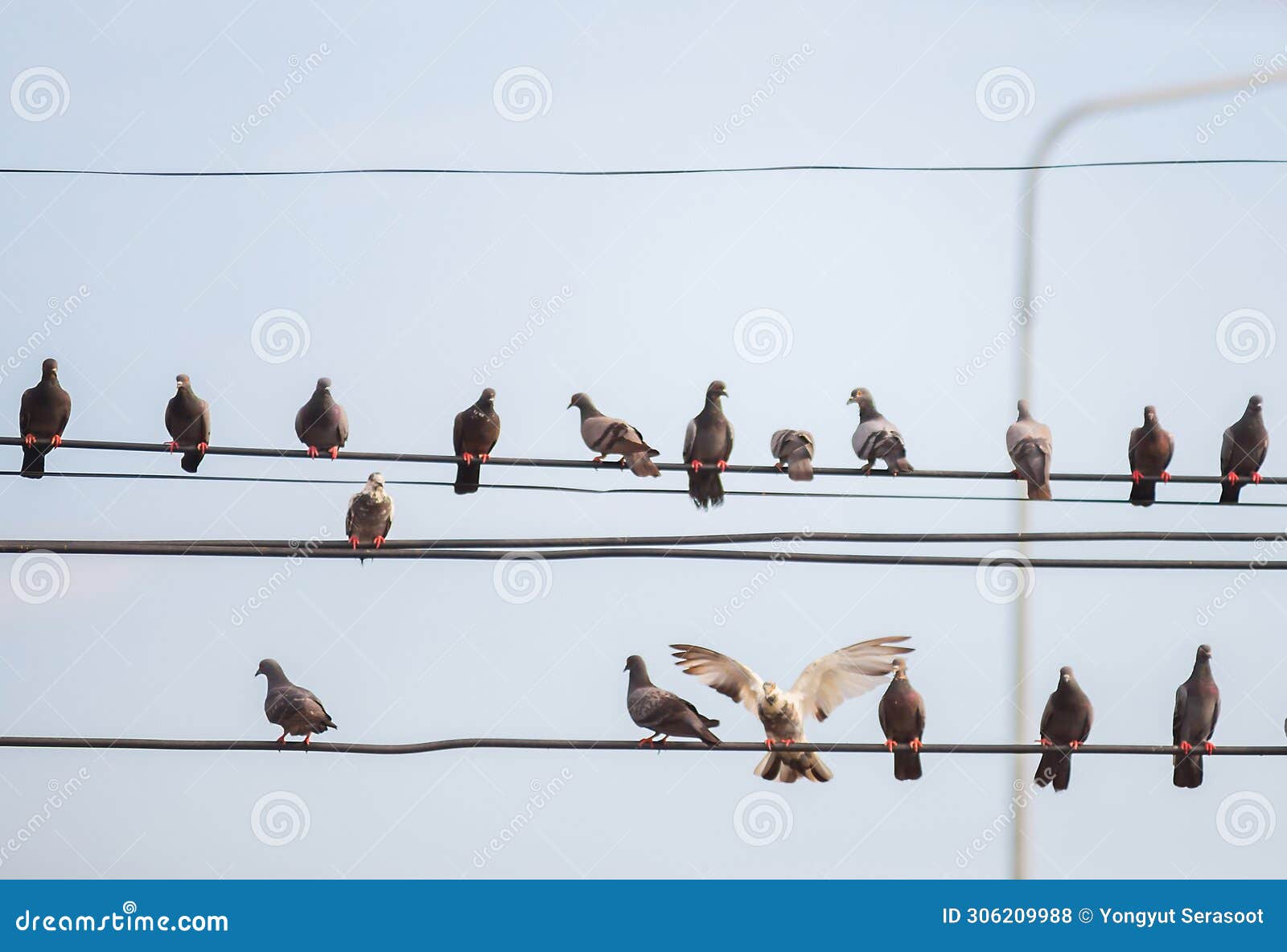 Birds Living on High Voltage Cables Stock Photo - Image of nature, line ...