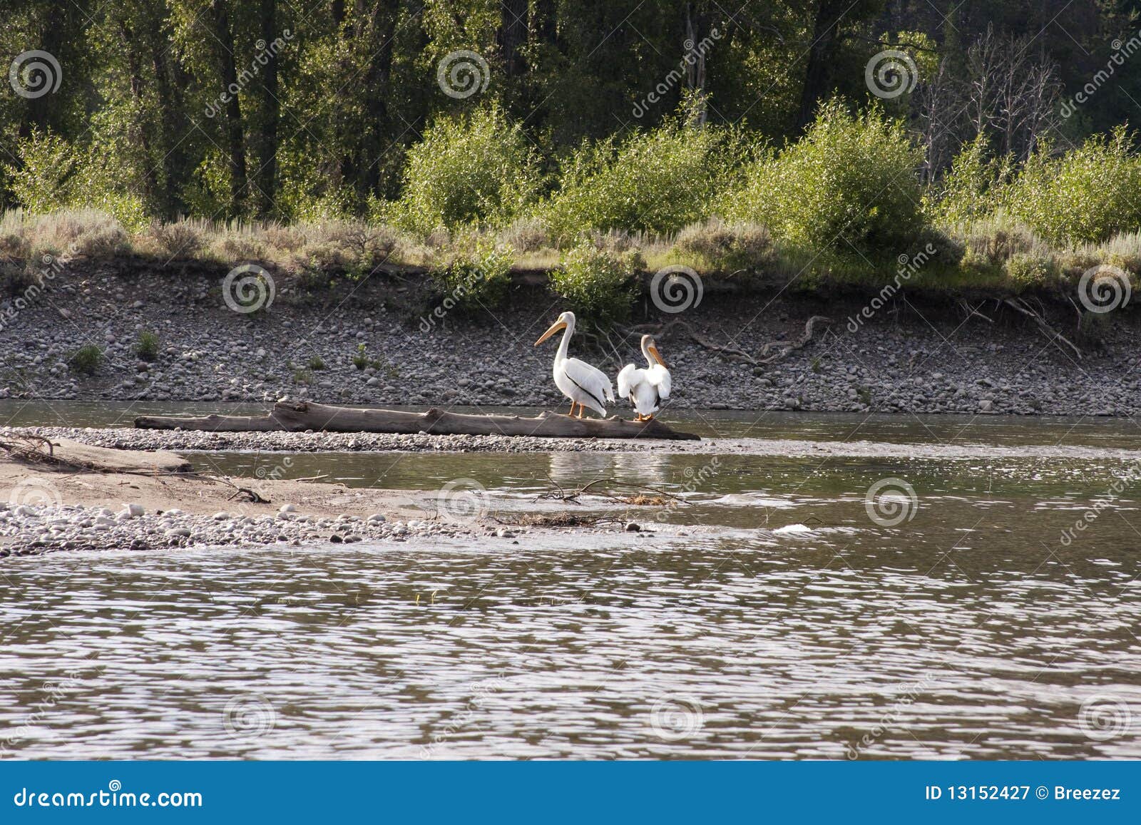 Birds on a Log stock image. Image of hiking, bird, wyoming - 13152427