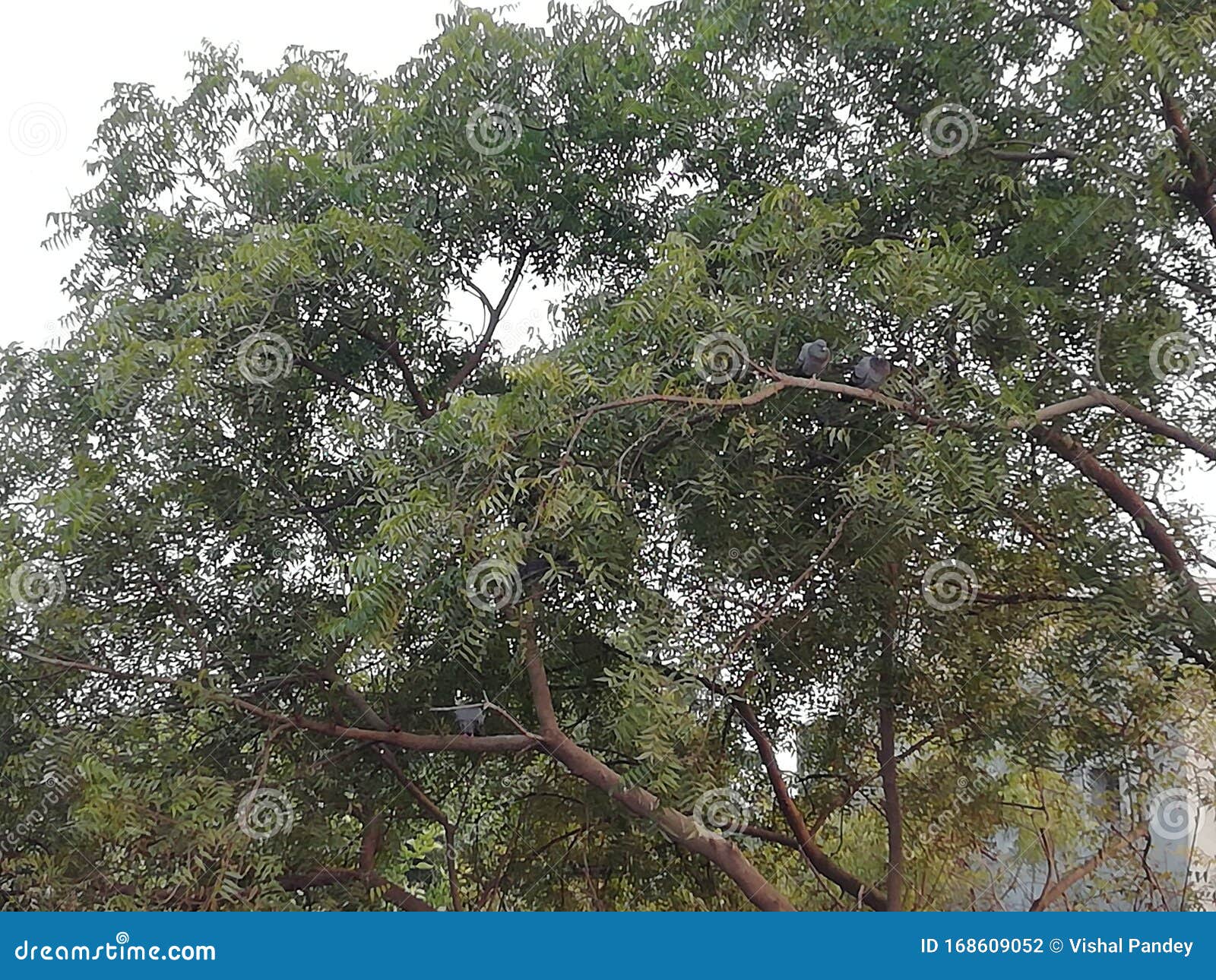 Birds Look Tiny on the Tree Stock Photo - Image of tree, birds: 168609052