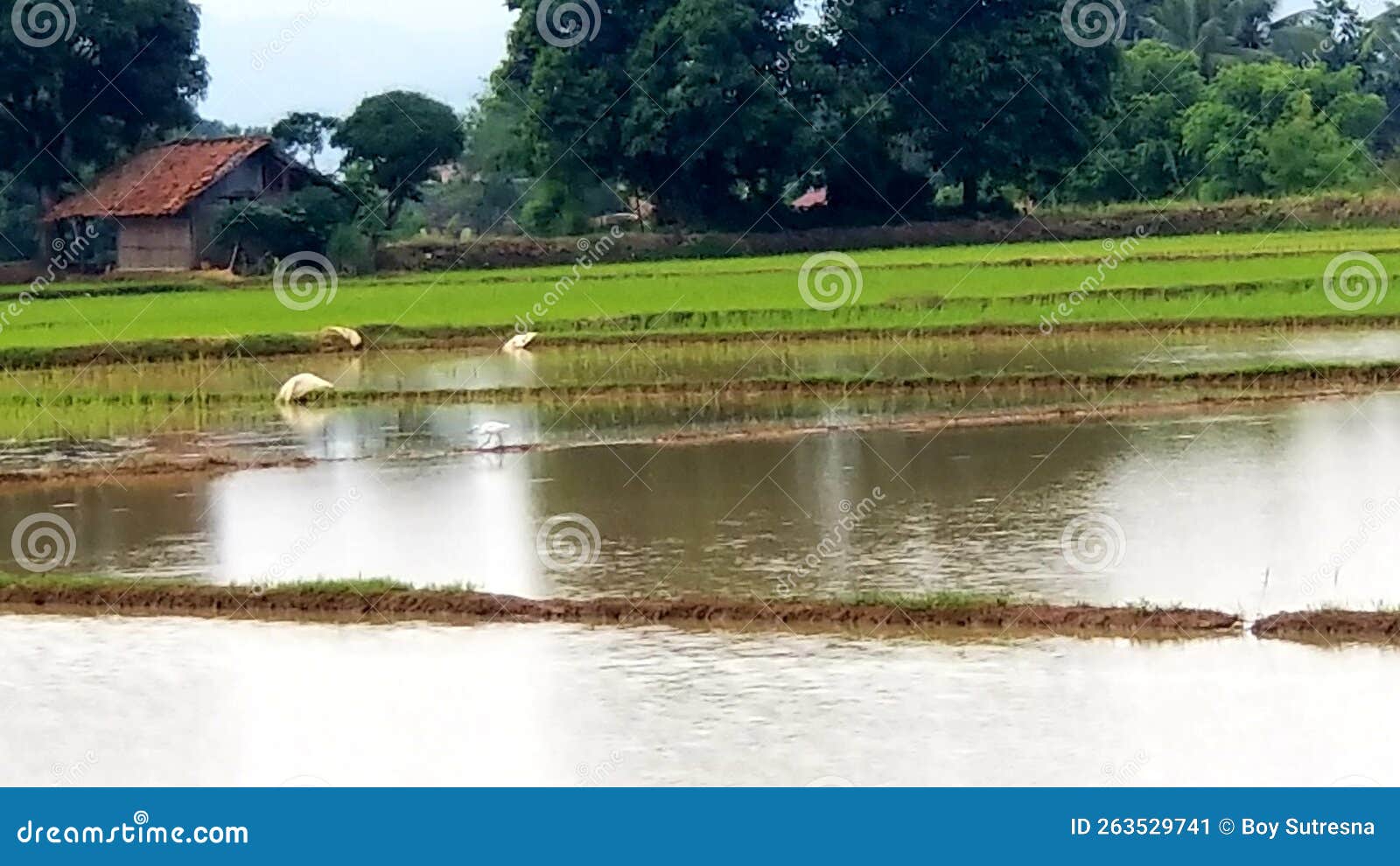 Birds Looking for Foods at the Rice Fields Stock Image - Image of ...