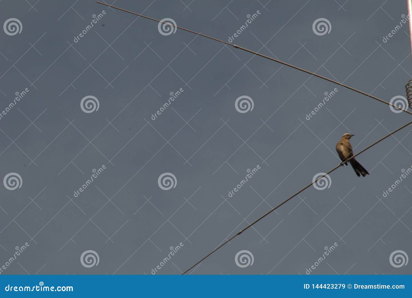 Birds looking to Left stock image. Image of flying, birds - 144423279