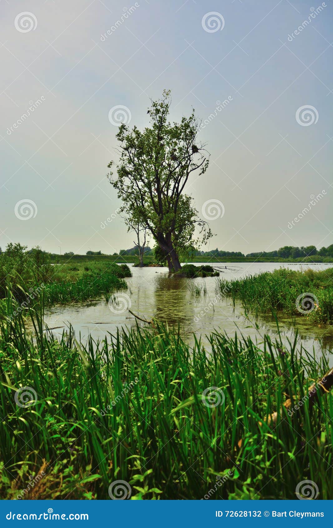 Birds Lookout Floated Meadow Old Trees Stock Photos - Free & Royalty ...