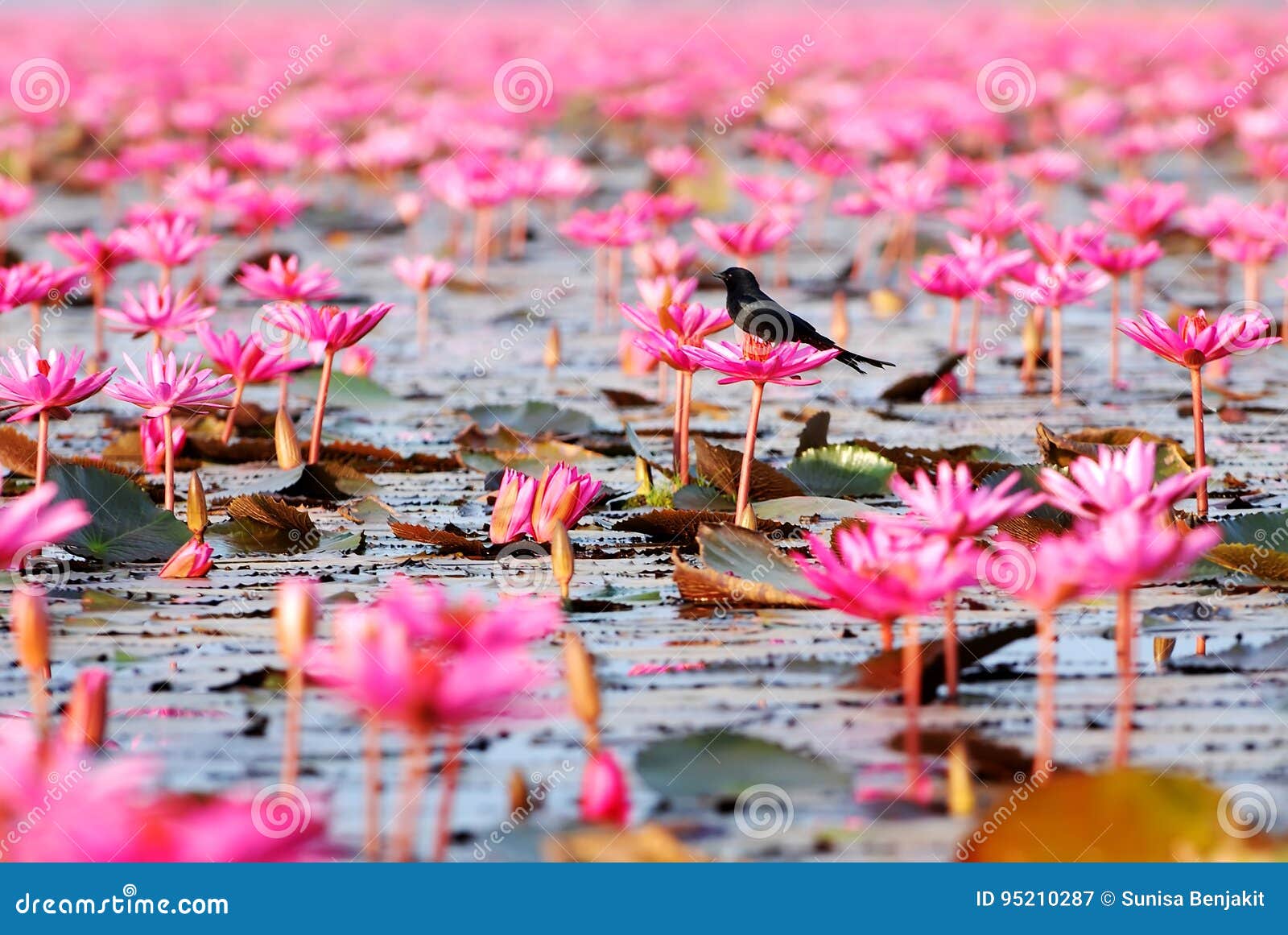 Birds on the lotus. stock image. Image of flower, lake - 95210287