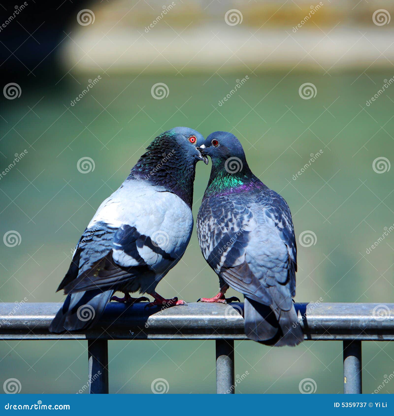 BIRDS LOVE stock image. Image of peace, effection, love - 5359737