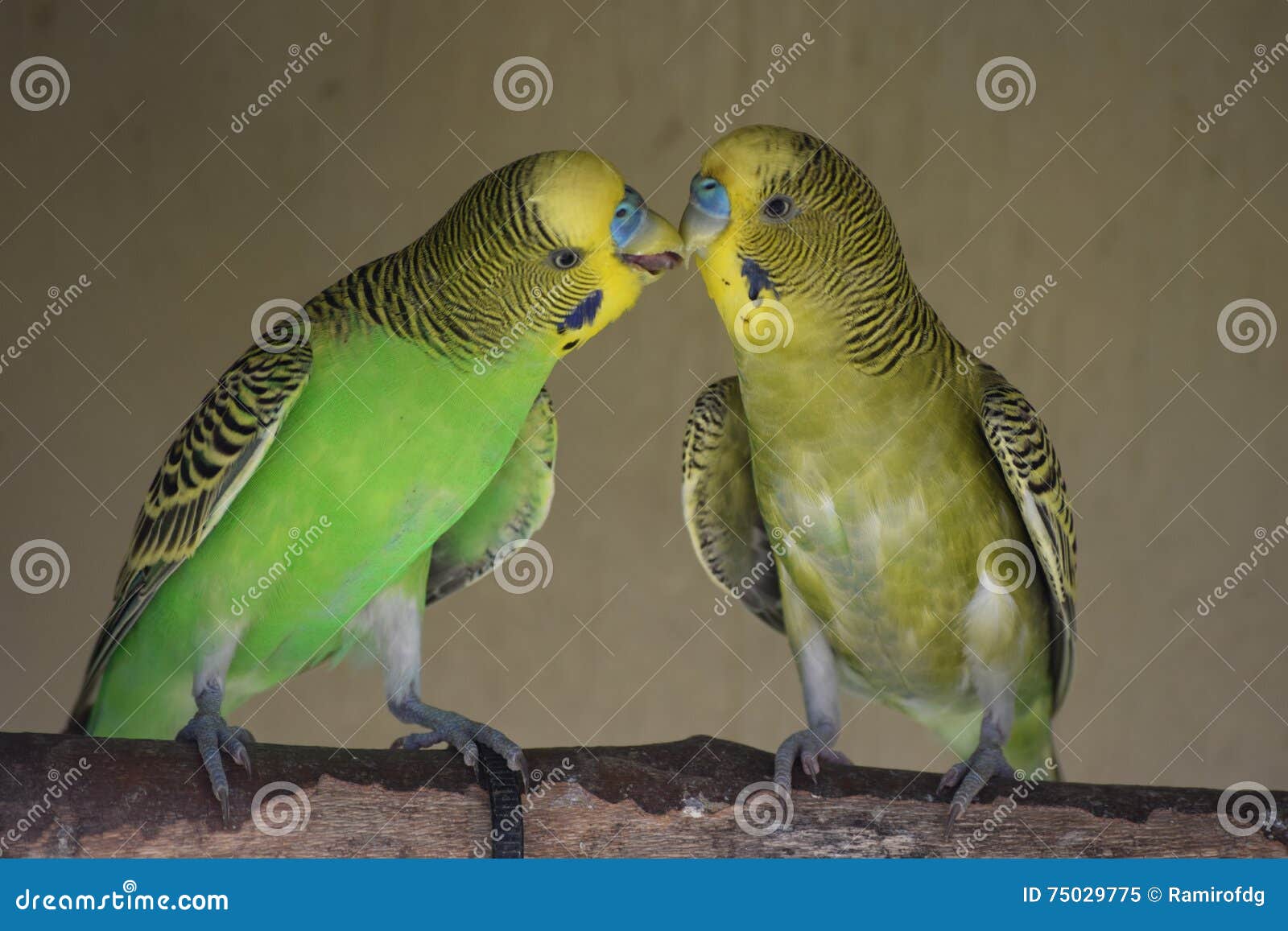 BIRDS in LOVE stock image. Image of birds, green, wildlife - 75029775