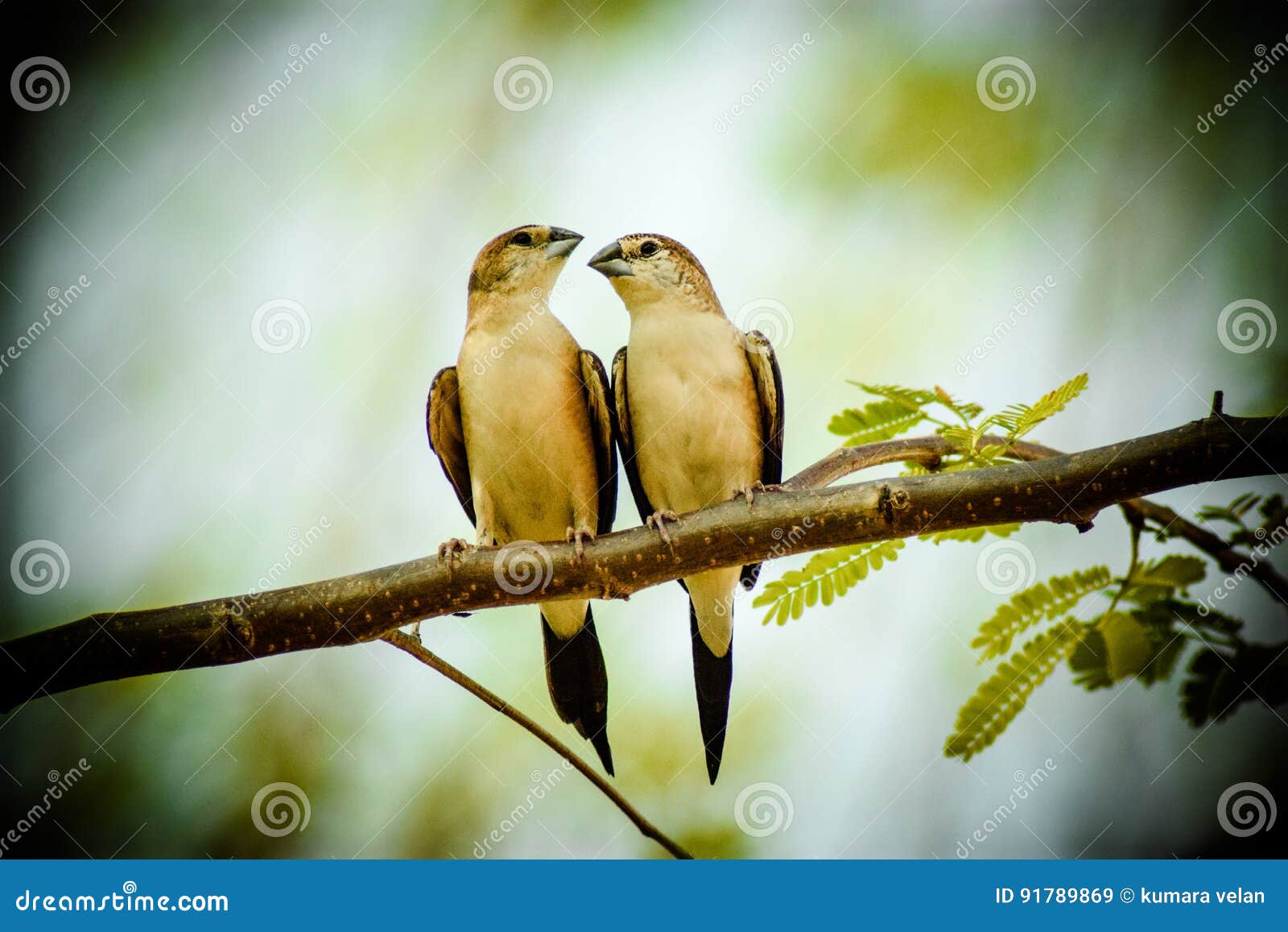 Birds love couple stock image. Image of love, couples - 91789869