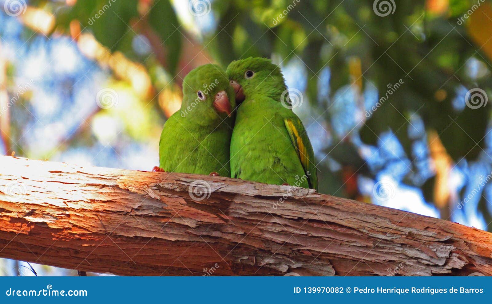 Birds in love stock photo. Image of kiss, birds, parakeet - 139970082