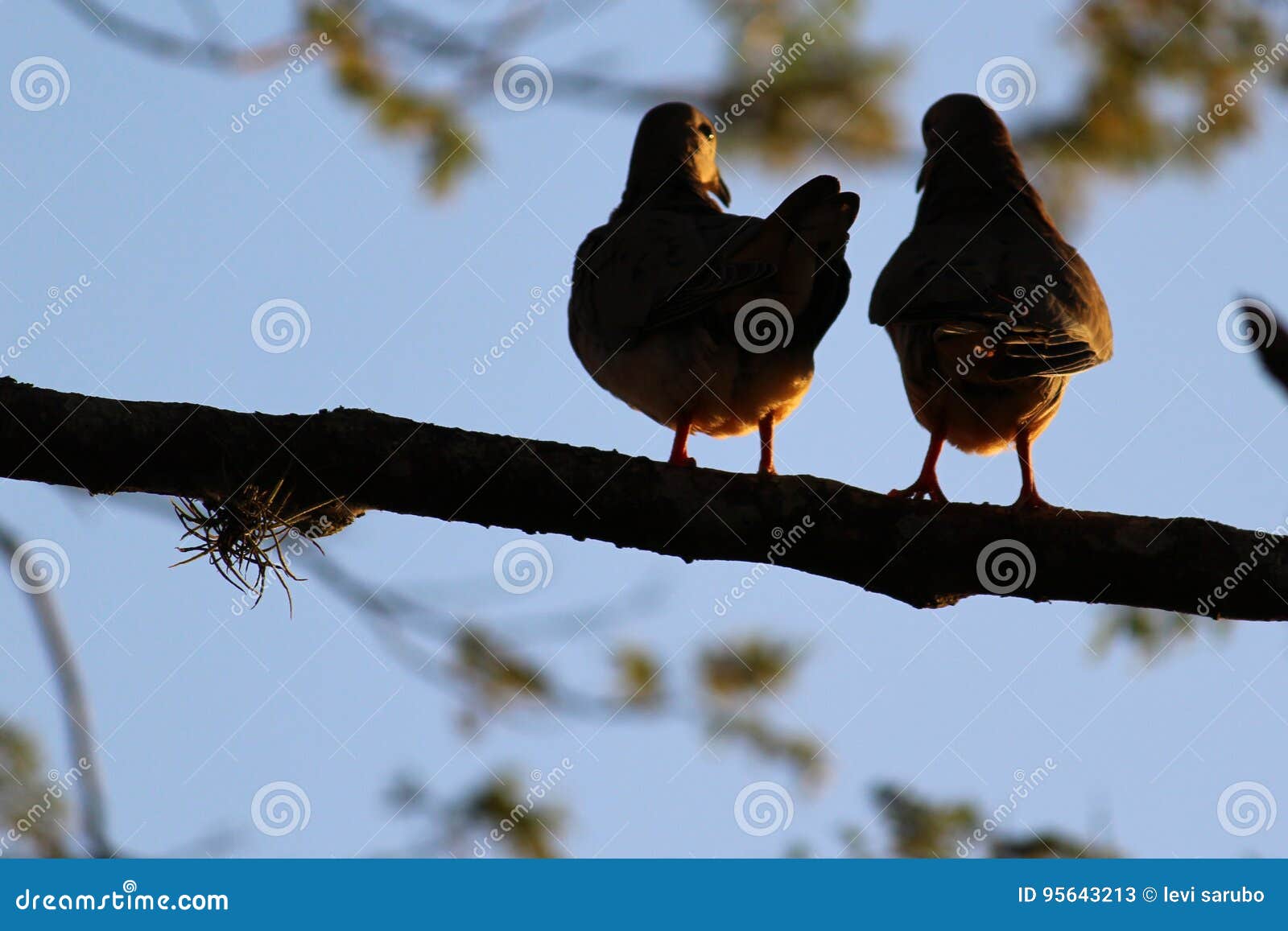Birds in love on the tree stock image. Image of gorgeous - 95643213